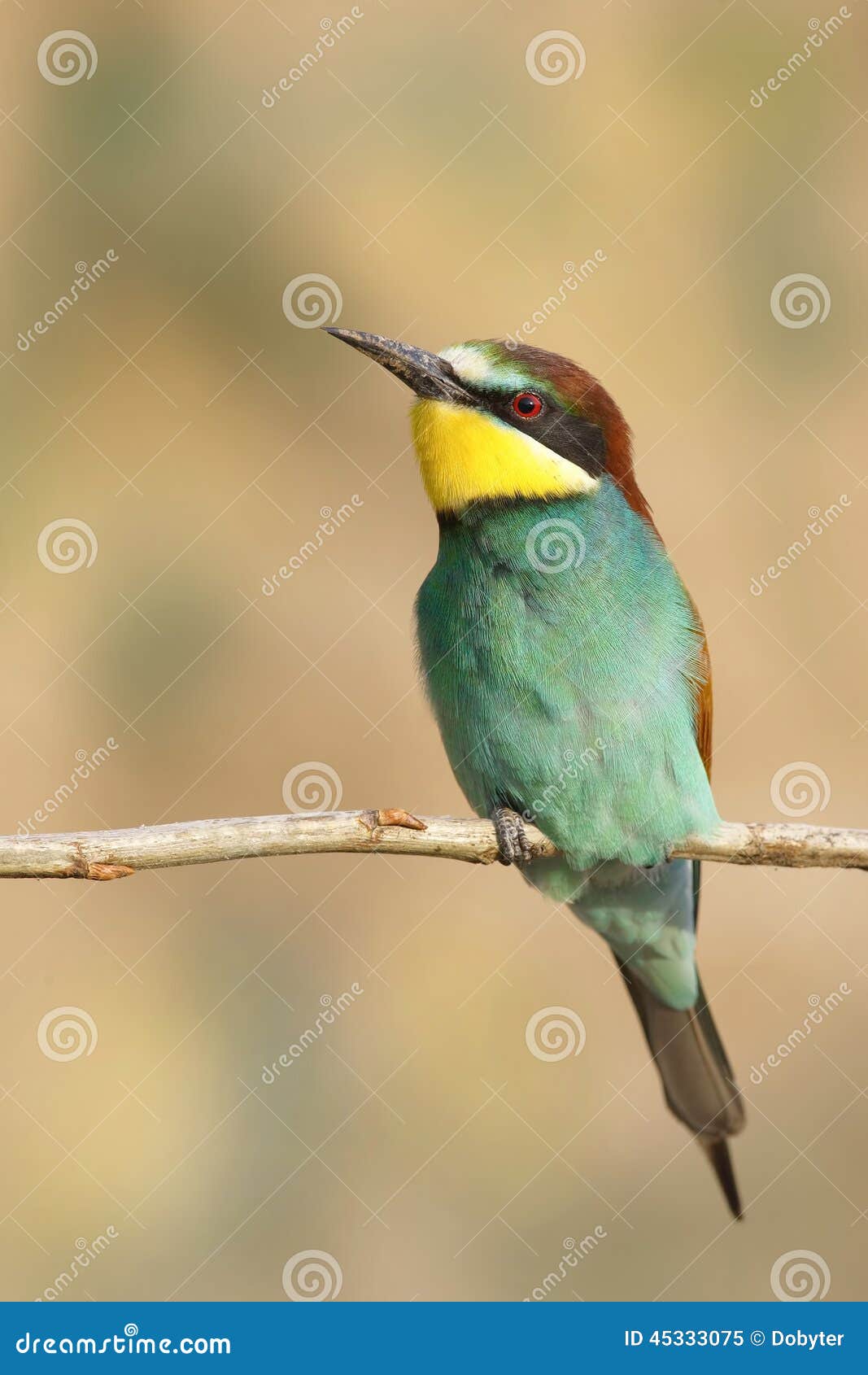 European Bee-eater (Merops Apiaster). Stock Image - Image of breeding ...