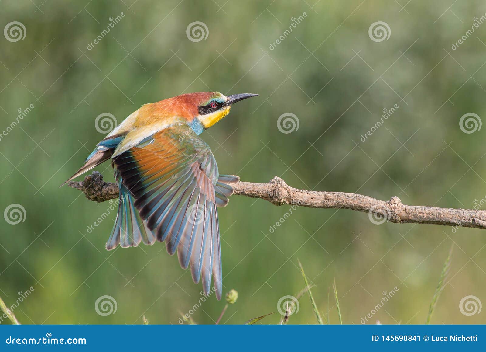 European Bee-eater with Open Wings, Italy Stock Image - Image of ...
