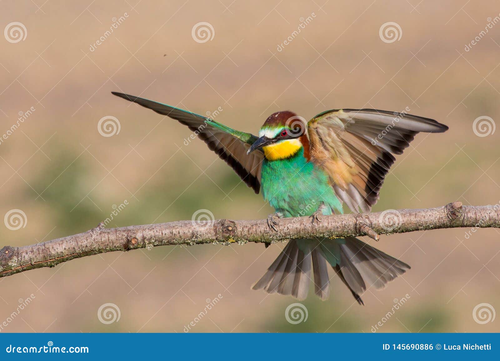 European Bee-eater with Open Wings, Italy Stock Photo - Image of beak ...