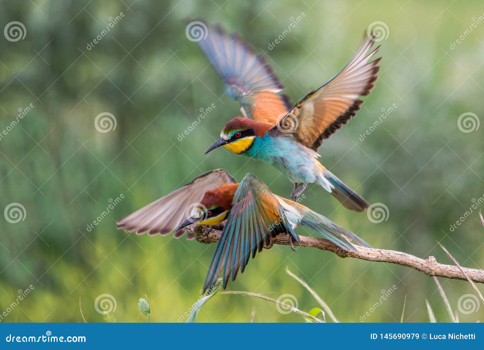 Couple of European Bee-eater in Flight Merops Apiaster, Italy Stock ...
