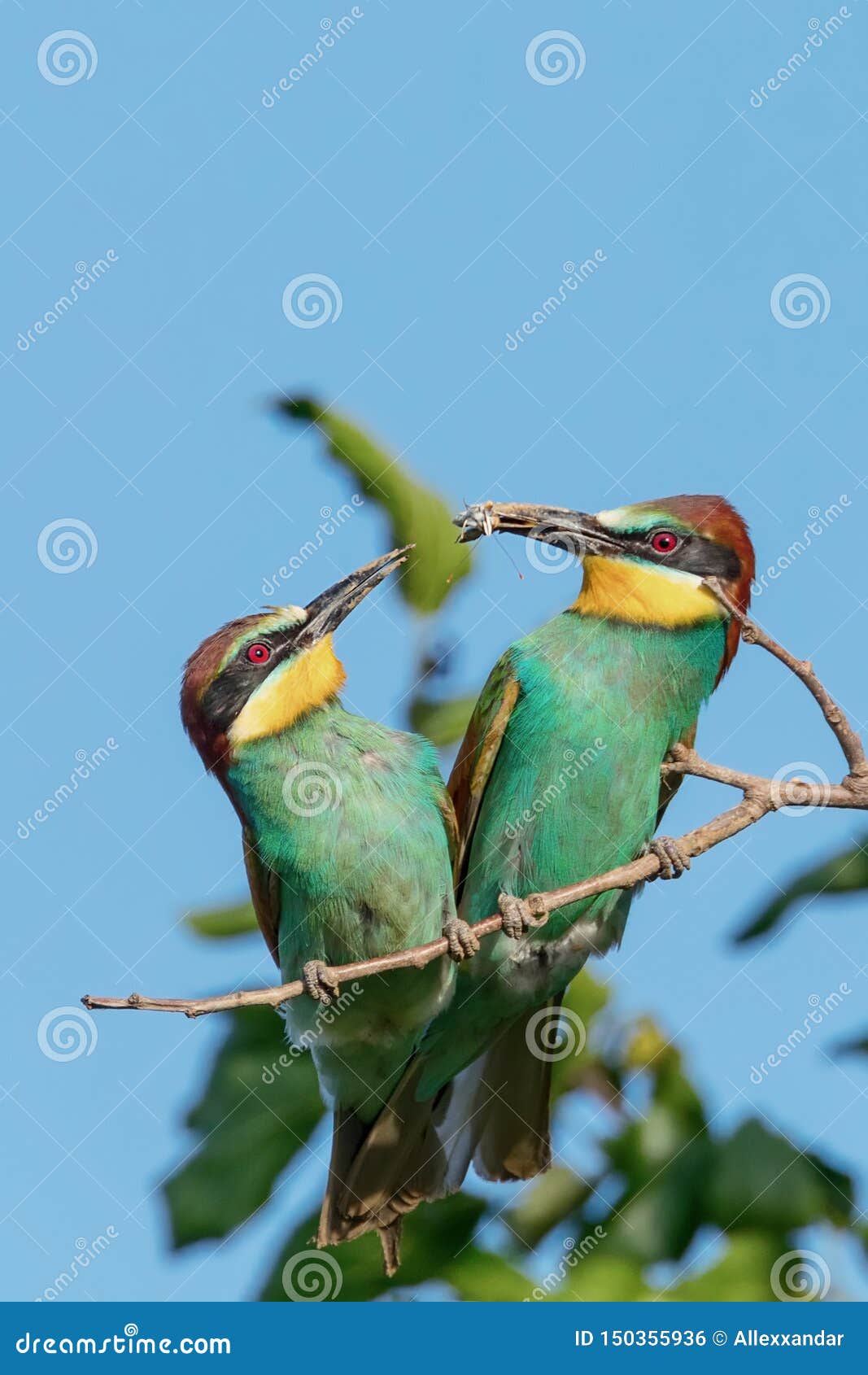 European Bee-Eater Pair Merops Apiaster Stock Photo - Image of predator ...