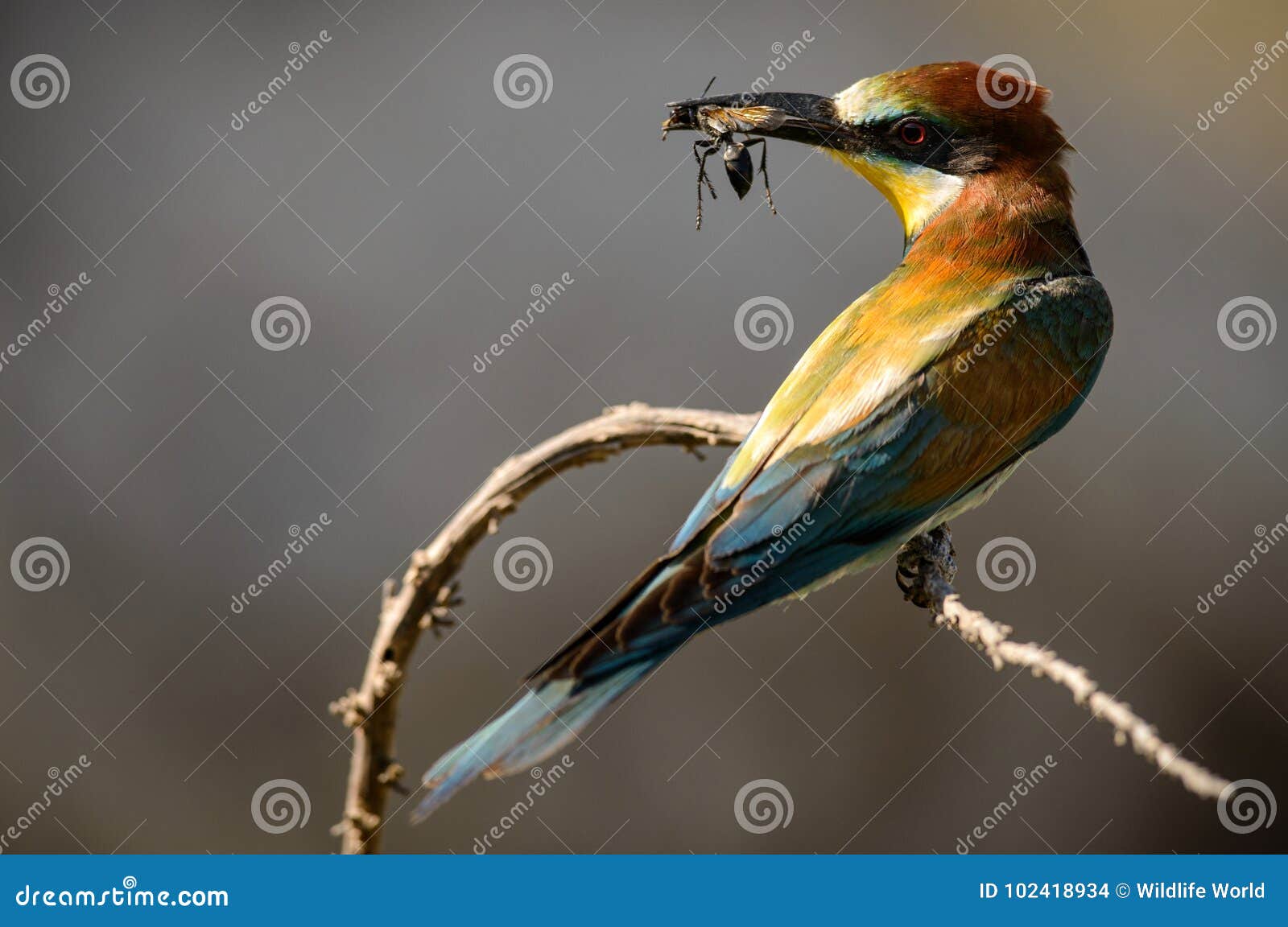 European Bee-eater Sitting on a Branch with Prey in Beak Stock Photo ...