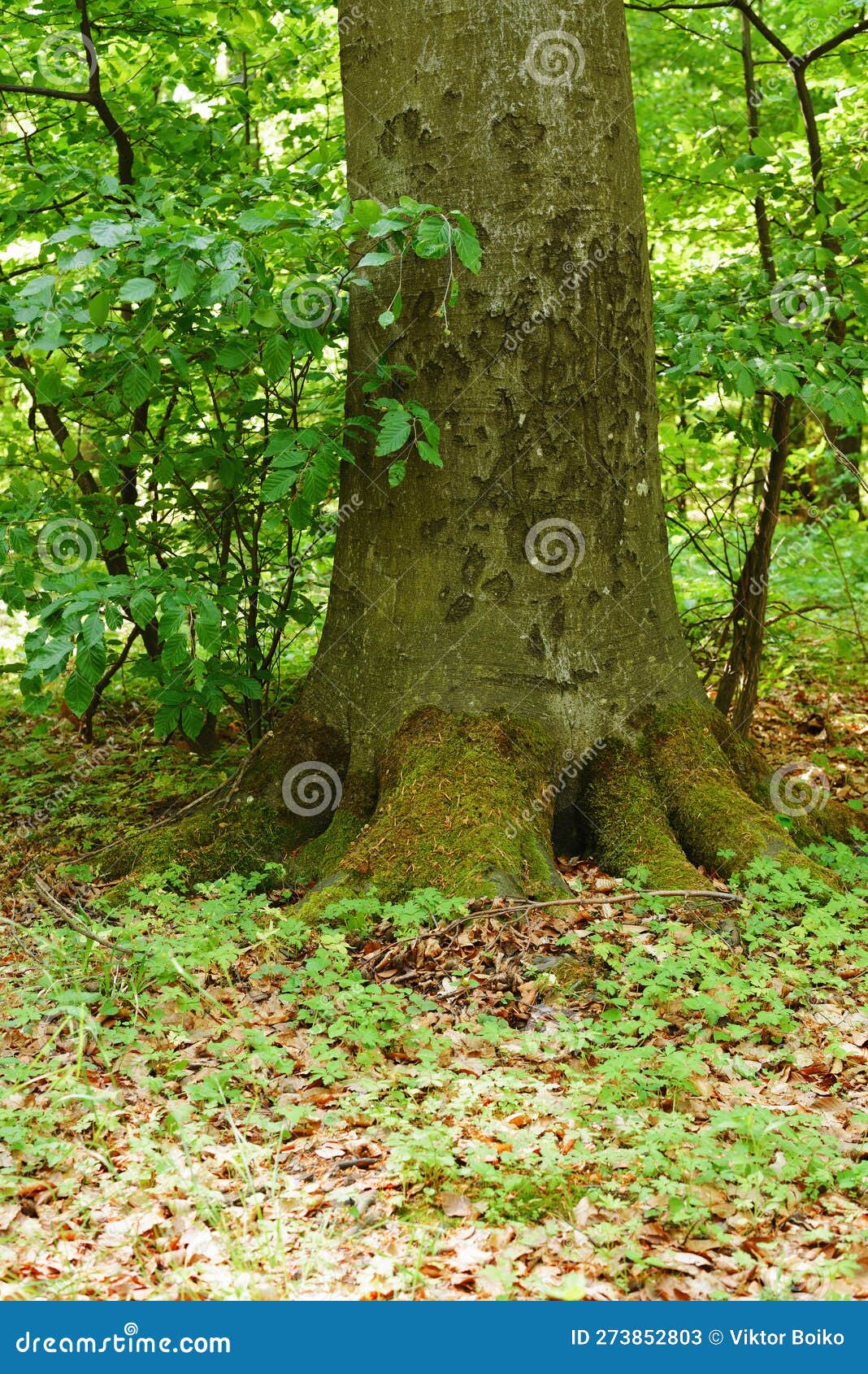 Broad Leaved Forest