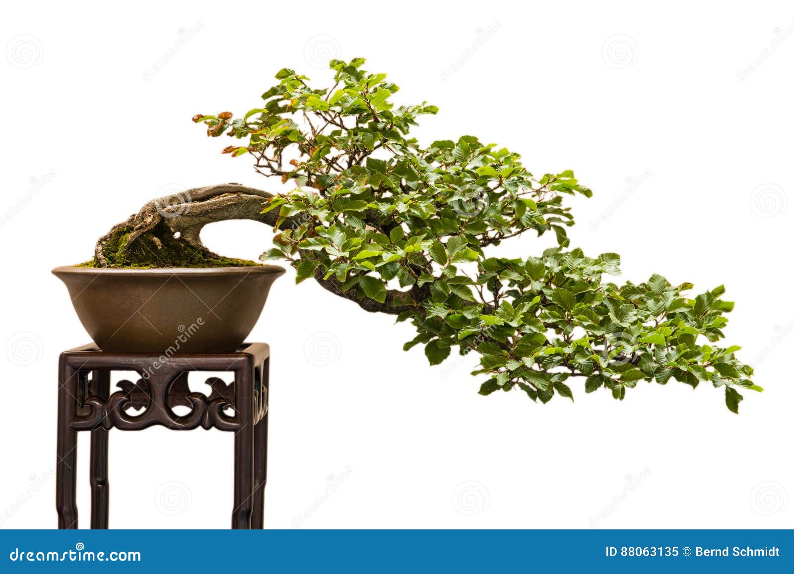 European Beech Fagus Sylvatica As Bonsai Tree Stock Image - Image of ...