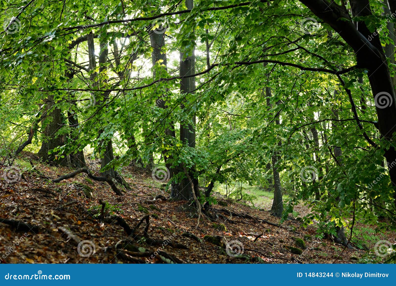 European beech forest stock photo. Image of scenery, leafs - 14843244