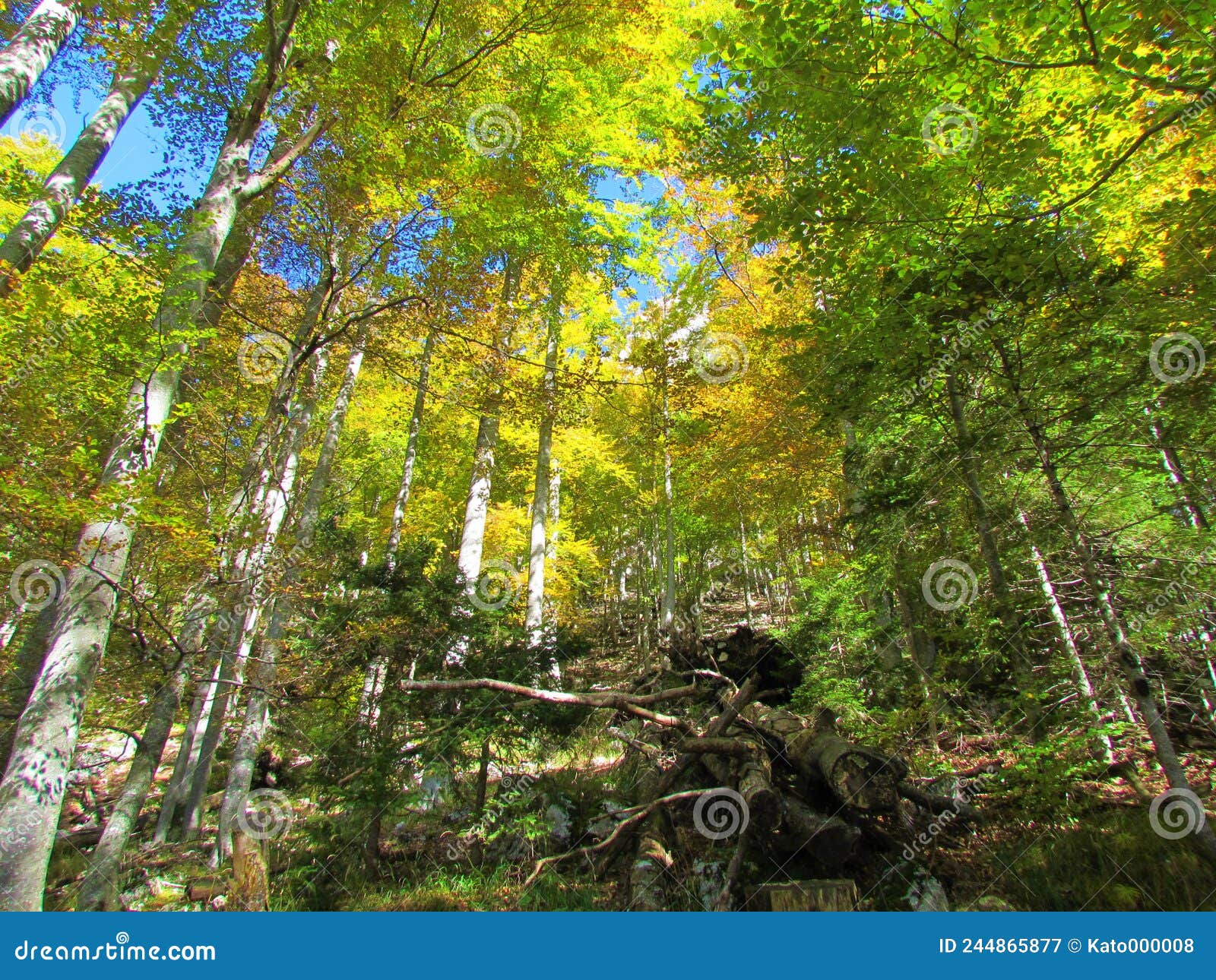 European beech forest stock image. Image of fagus, summer - 244865877