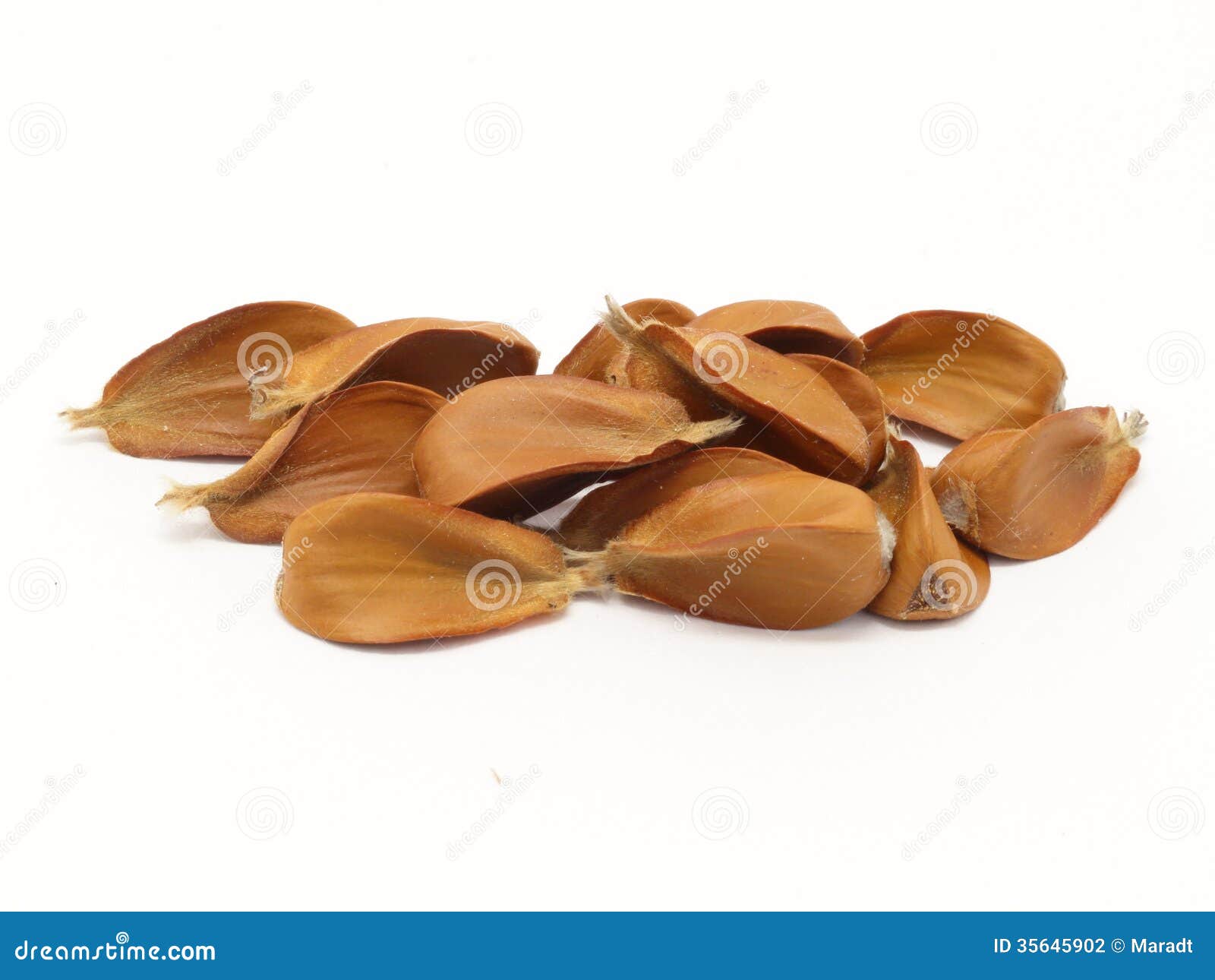 European Beech Or Beech Tree Fagus Sylvatica - Low Angle View Into The ...