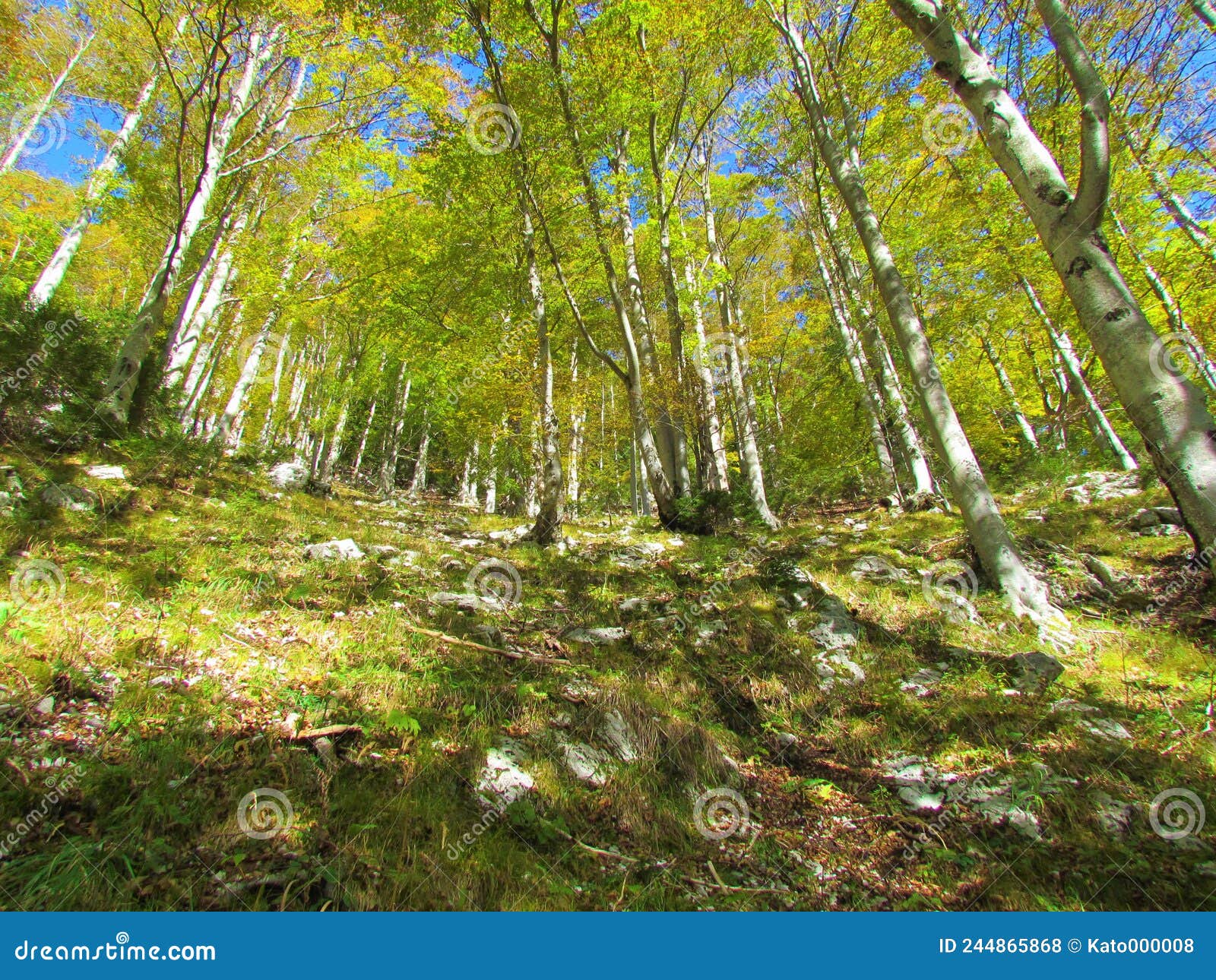 European Beech Temperate, Deciduous, Broadleafforest Stock Photo ...