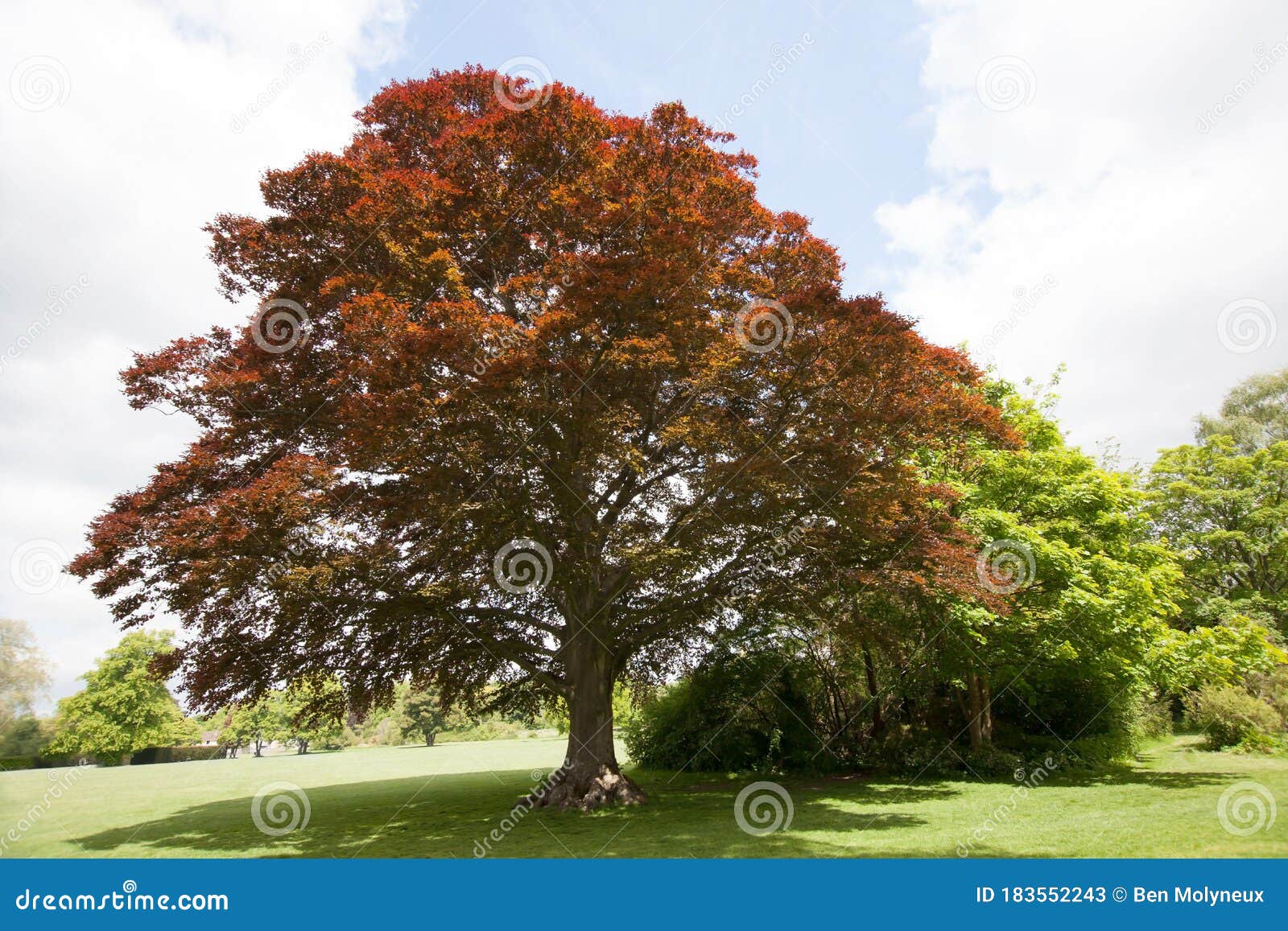A European Beech Tree the Botanical Name Fagus Sylvatica Stock Image ...