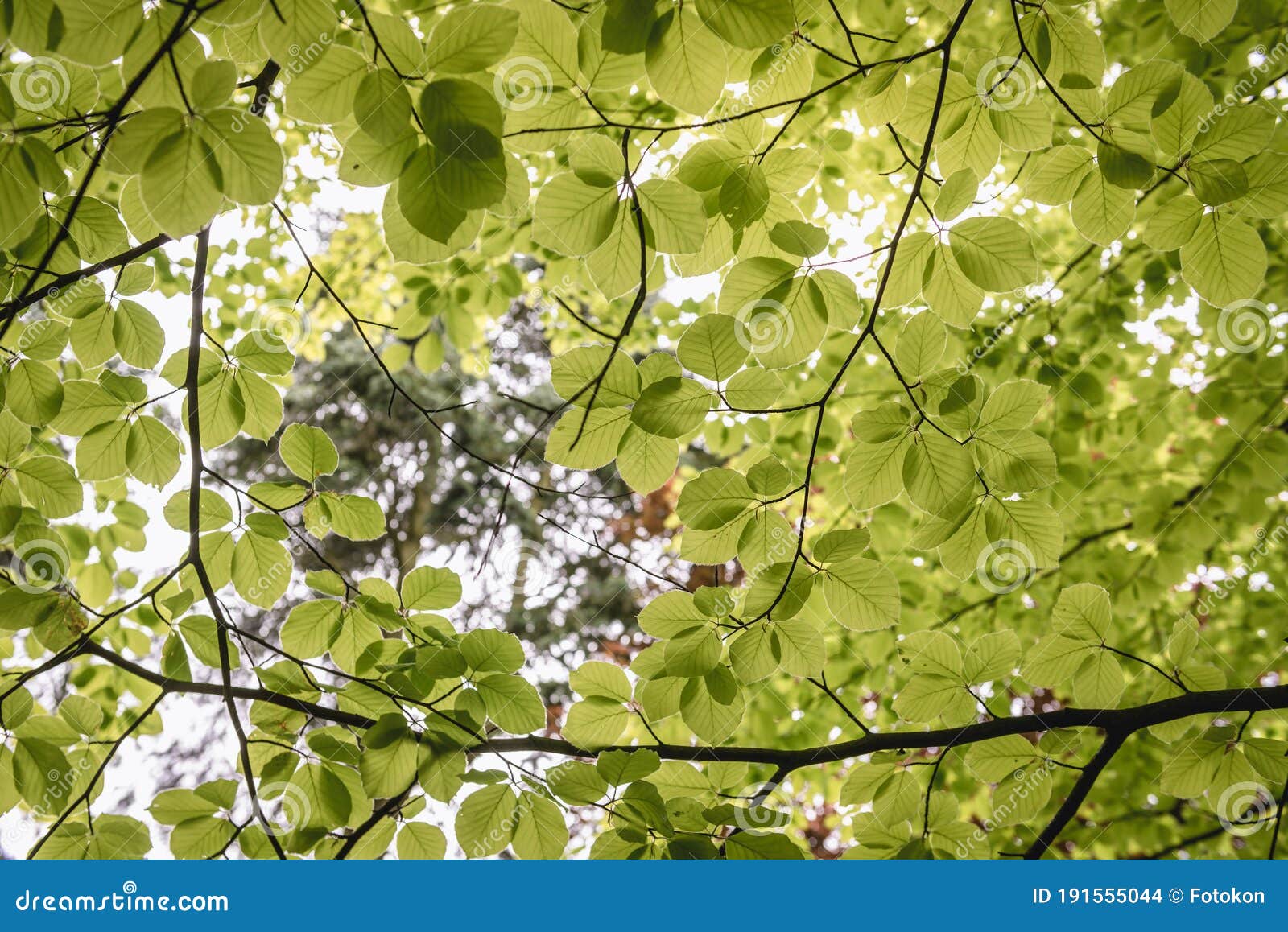 European beech tree stock photo. Image of closeup, common - 191555044