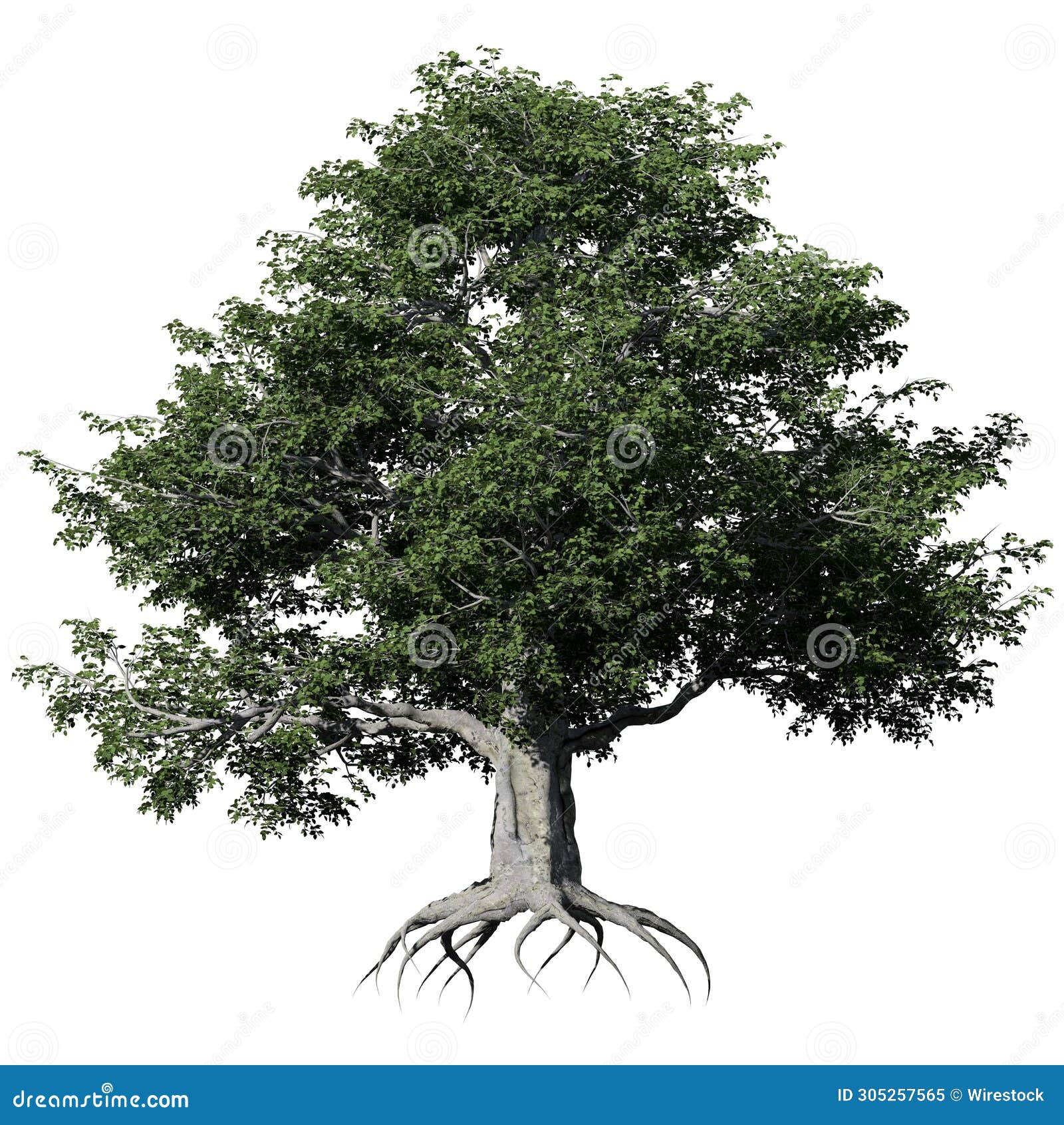 European Beech Tree Front View Isolated on White Background Stock Image ...