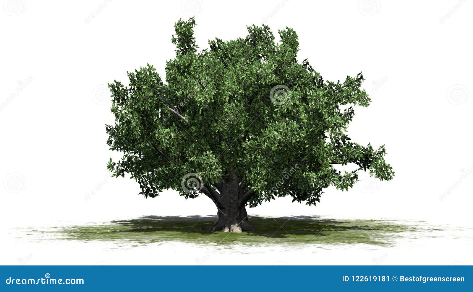 European beech tree stock illustration. Illustration of trees - 122619181