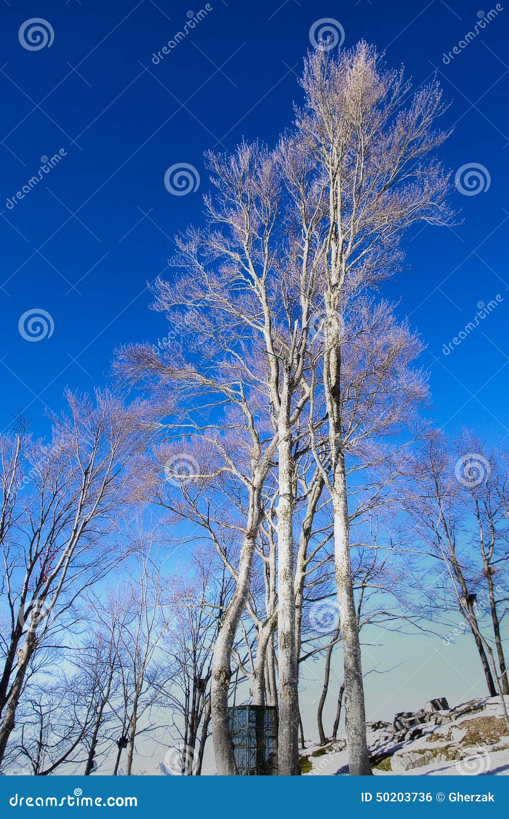 European Beech Tree in Winter Stock Photo - Image of country, january ...