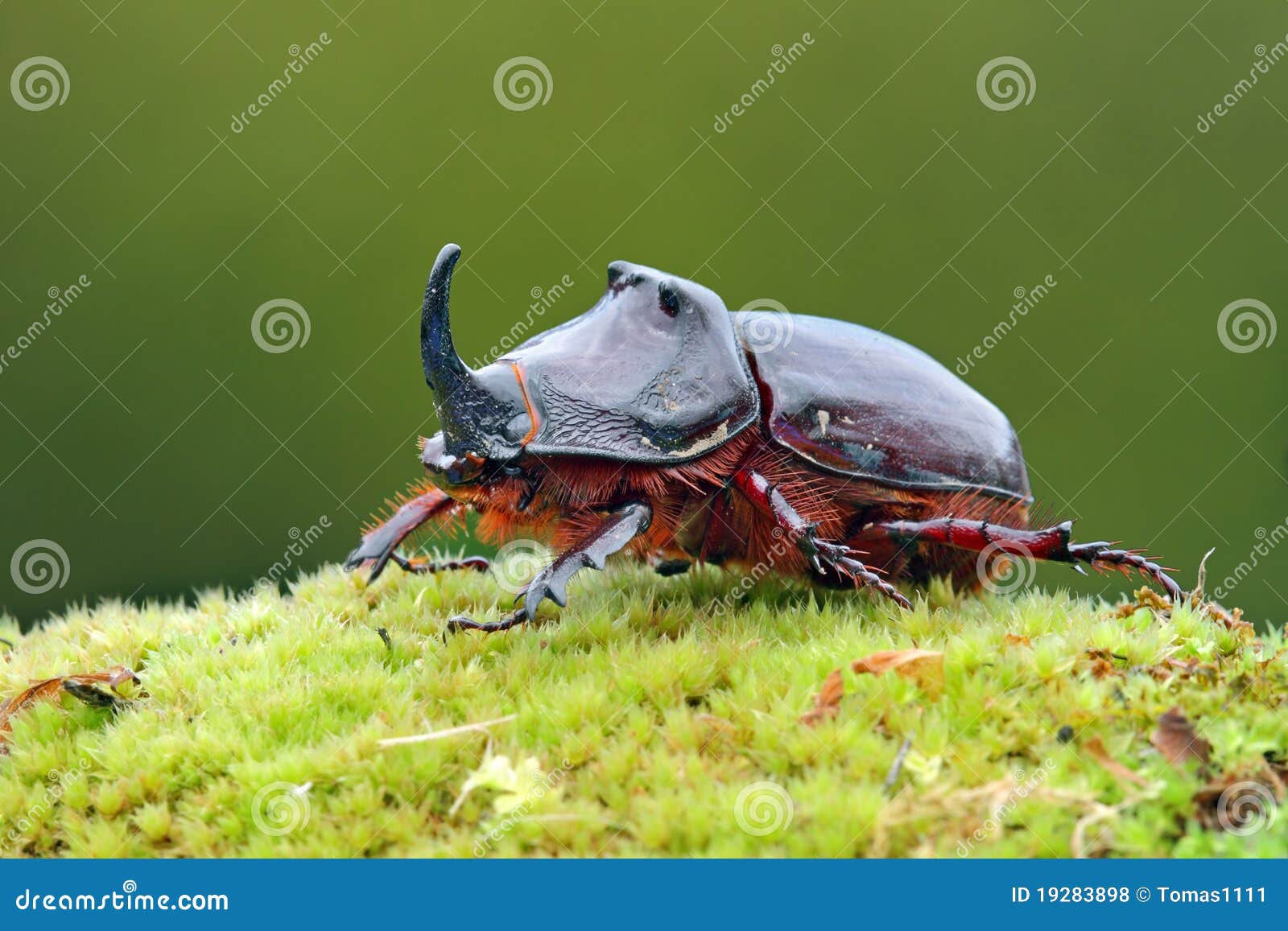 European Beetle - Oryctes Nasicornis Stock Photo - Image of bright ...