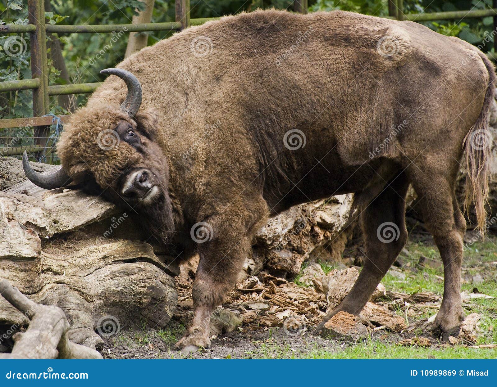European Bison stock image. Image of symbol, wild, poland - 10989869