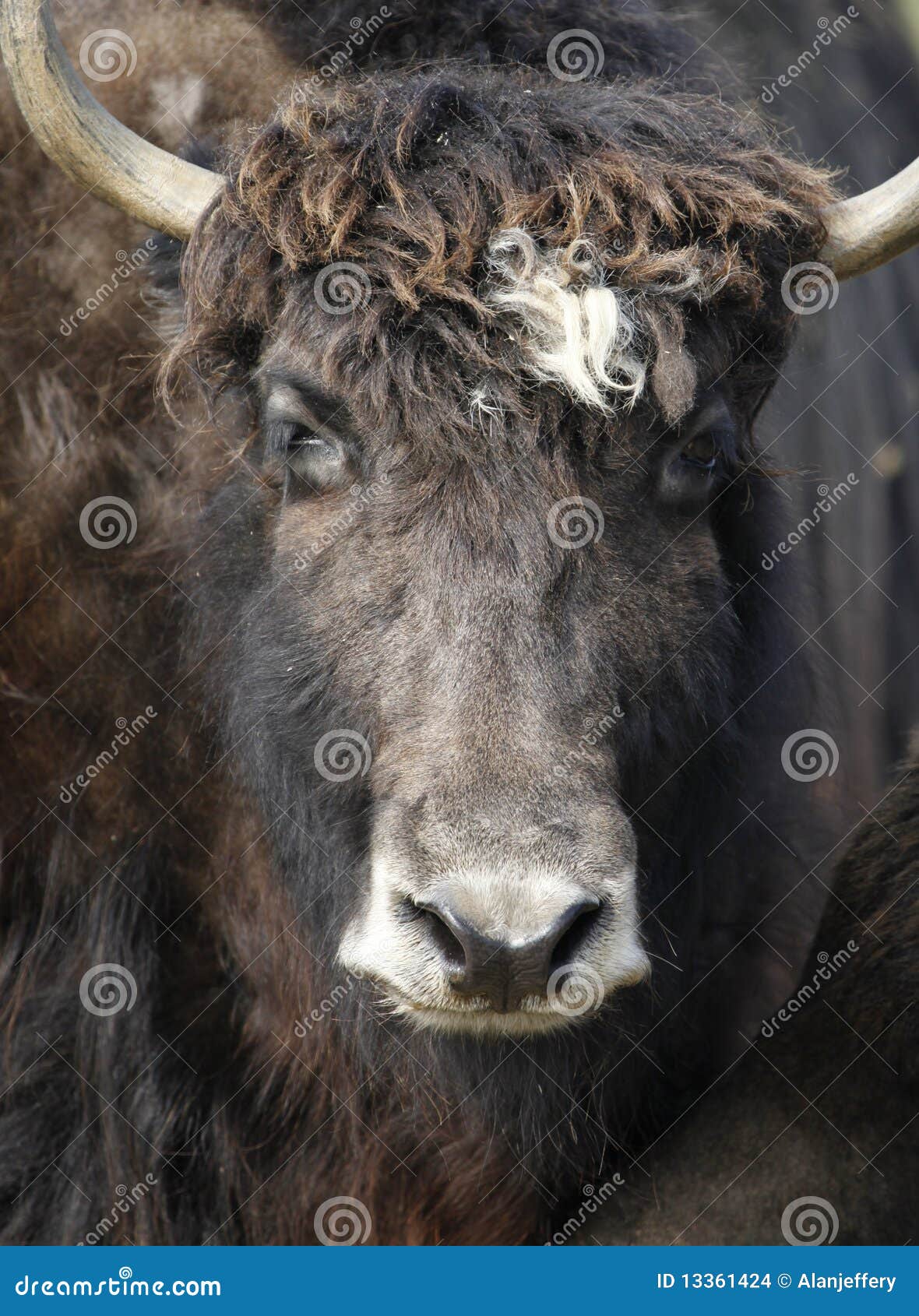 European Bison stock photo. Image of mammal, head, horns - 13361424
