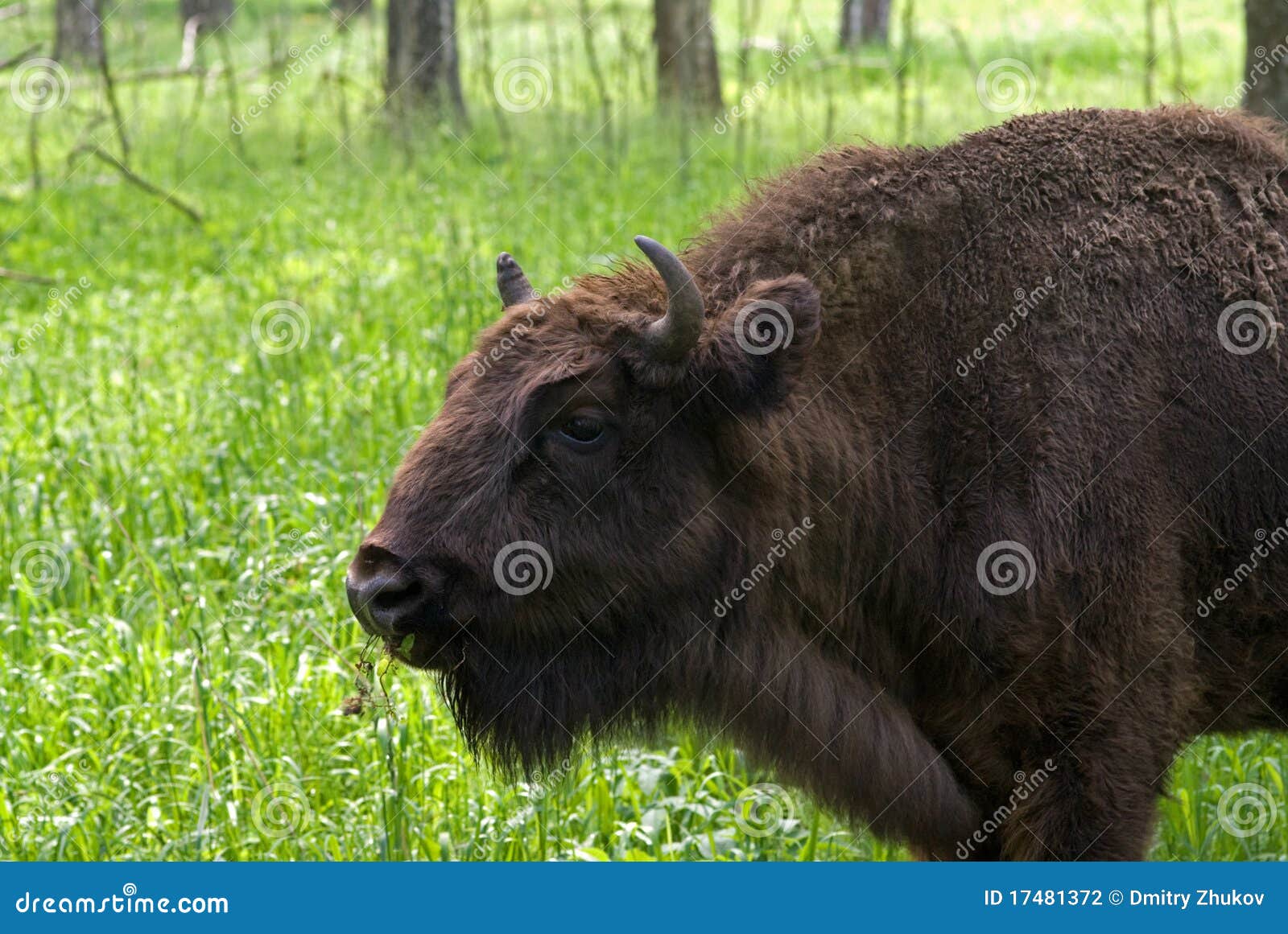 The european bison stock photo. Image of large, hair - 17481372