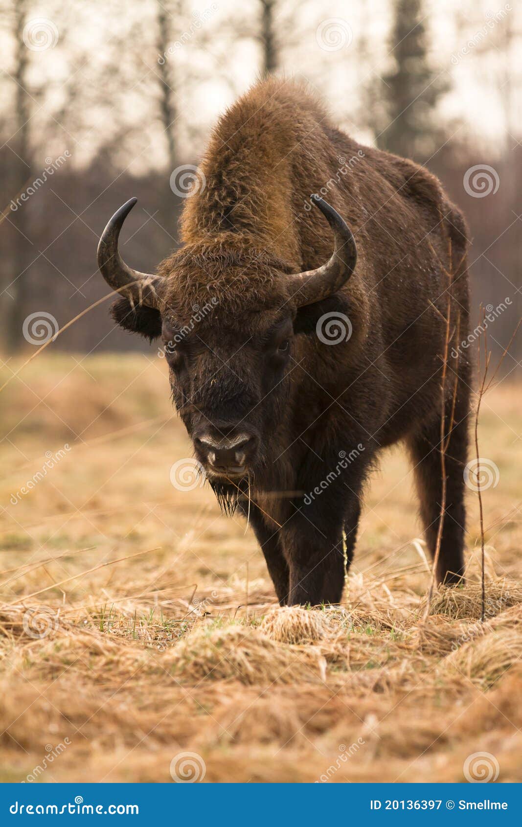 European Bison stock image. Image of brown, bull, bialowieza - 20136397