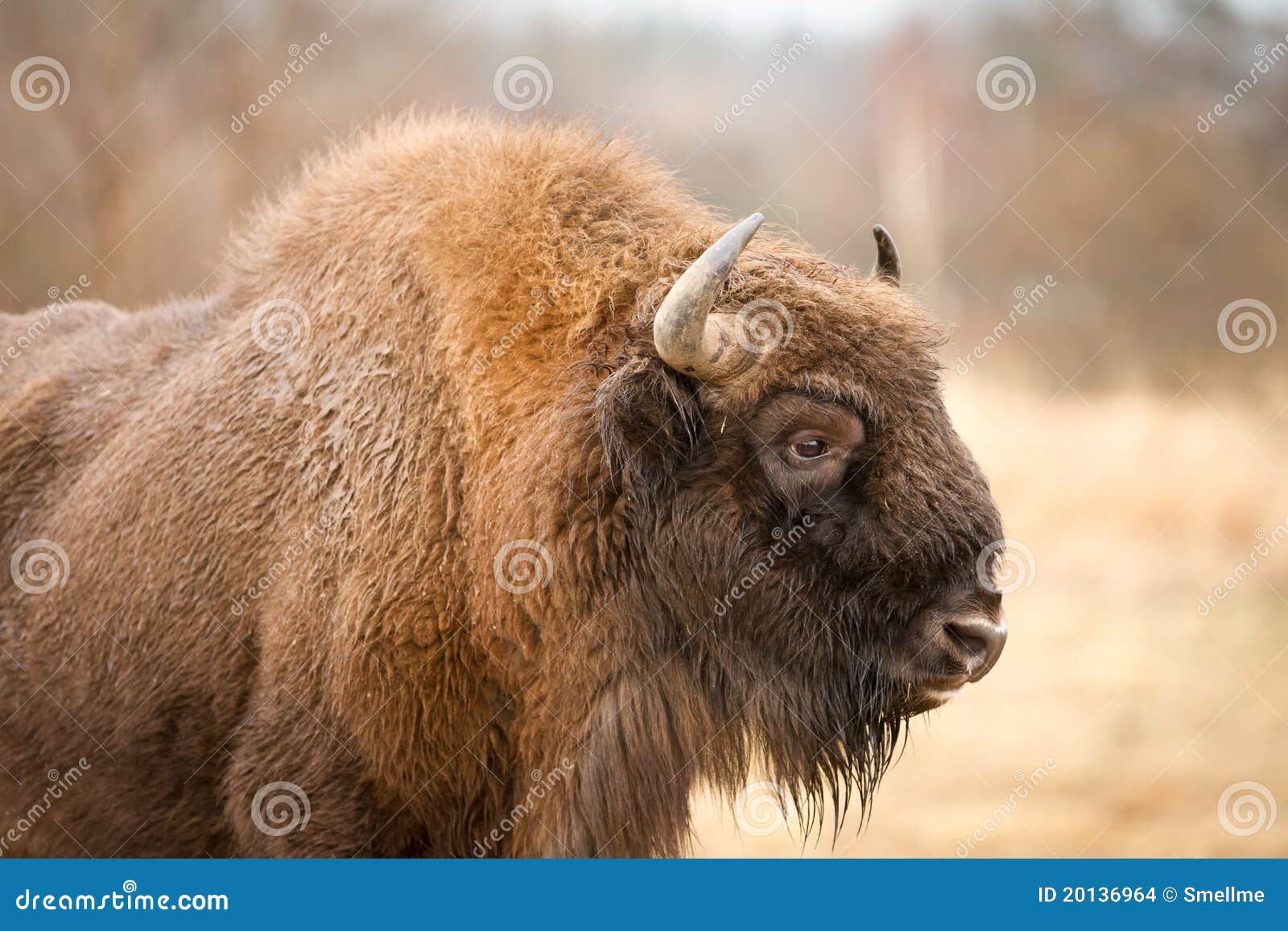 European Bison stock photo. Image of germany, european - 20136964