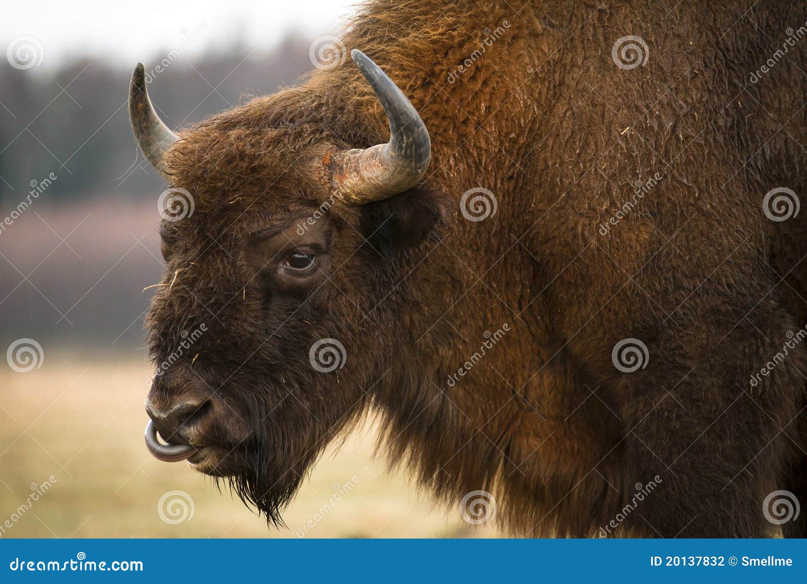 European Bison stock photo. Image of grass, field, endangered - 20137832