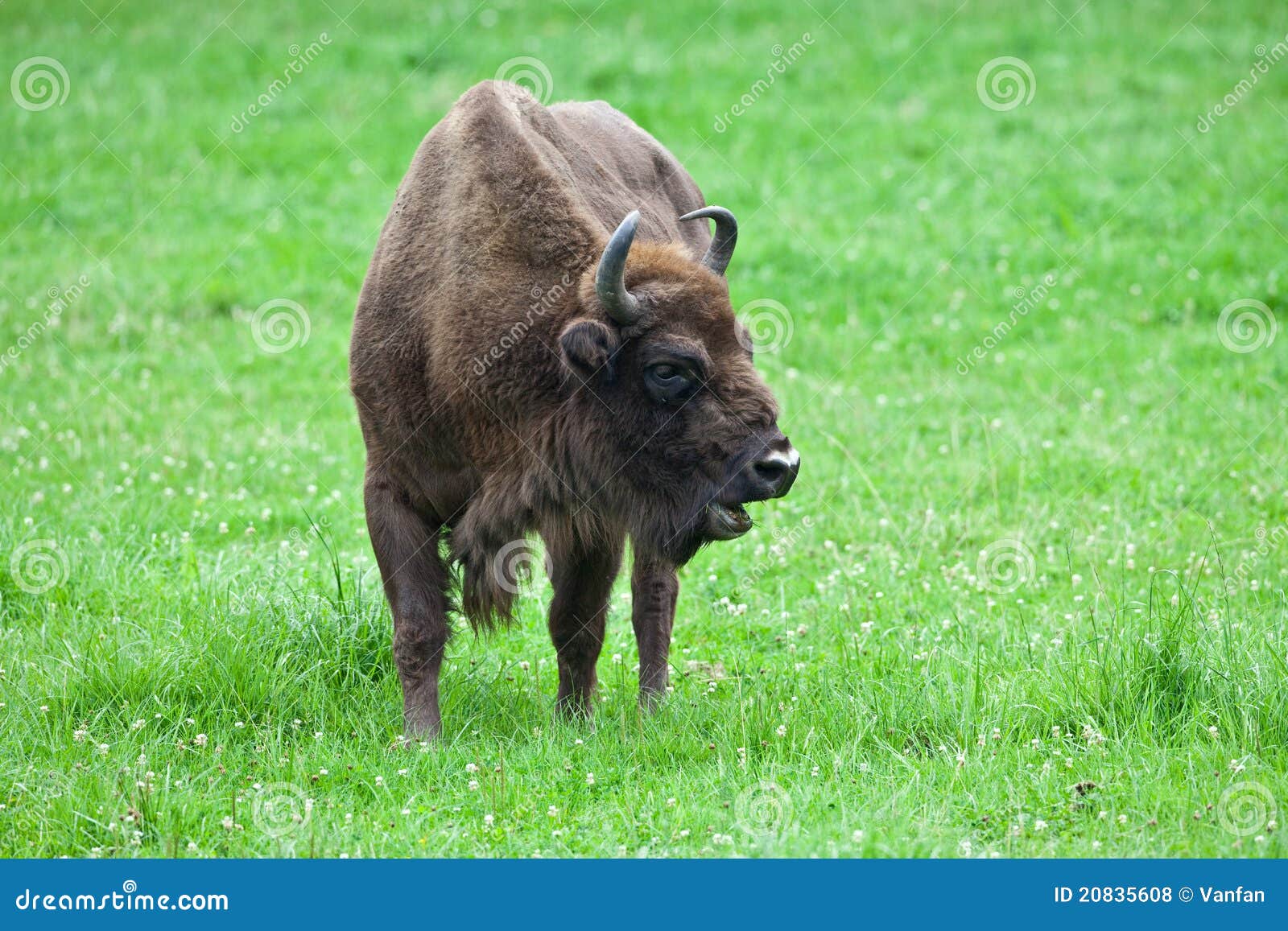 European bison stock photo. Image of travel, huge, wild - 20835608