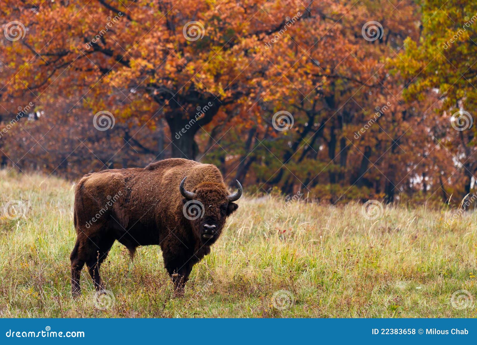 European bison stock photo. Image of fauna, european - 22383658