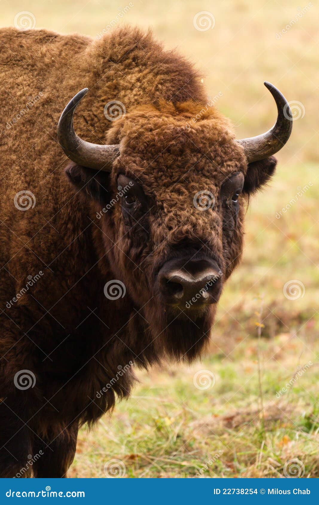 European bison stock photo. Image of fauna, park, european - 22738254
