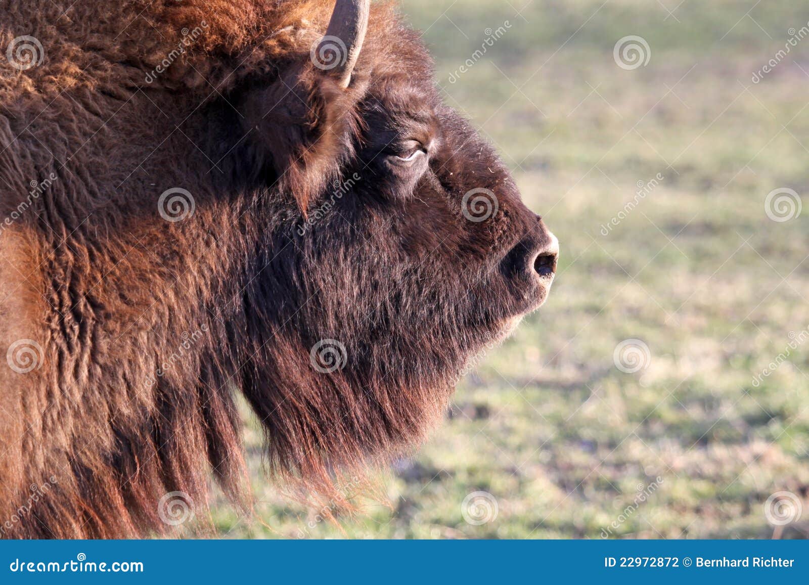 European Bison stock photo. Image of europe, bull, hotspot - 22972872