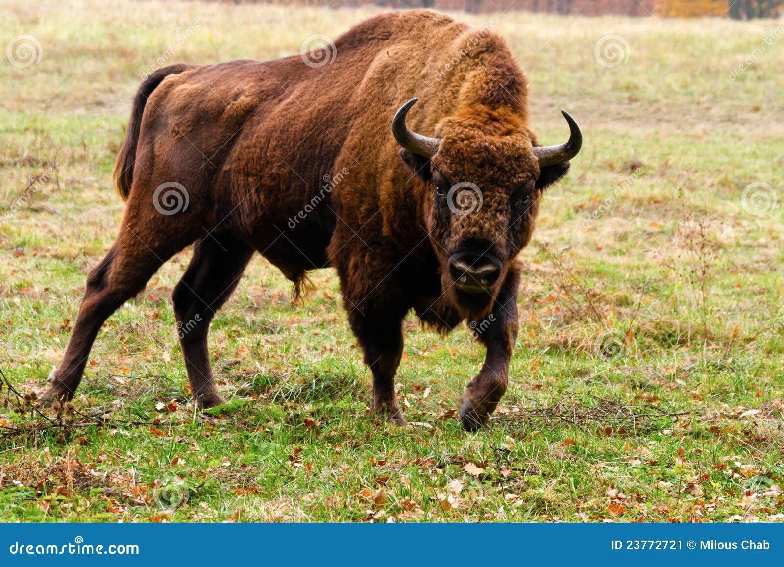 European bison stock image. Image of autumn, nature, grazing - 23772721