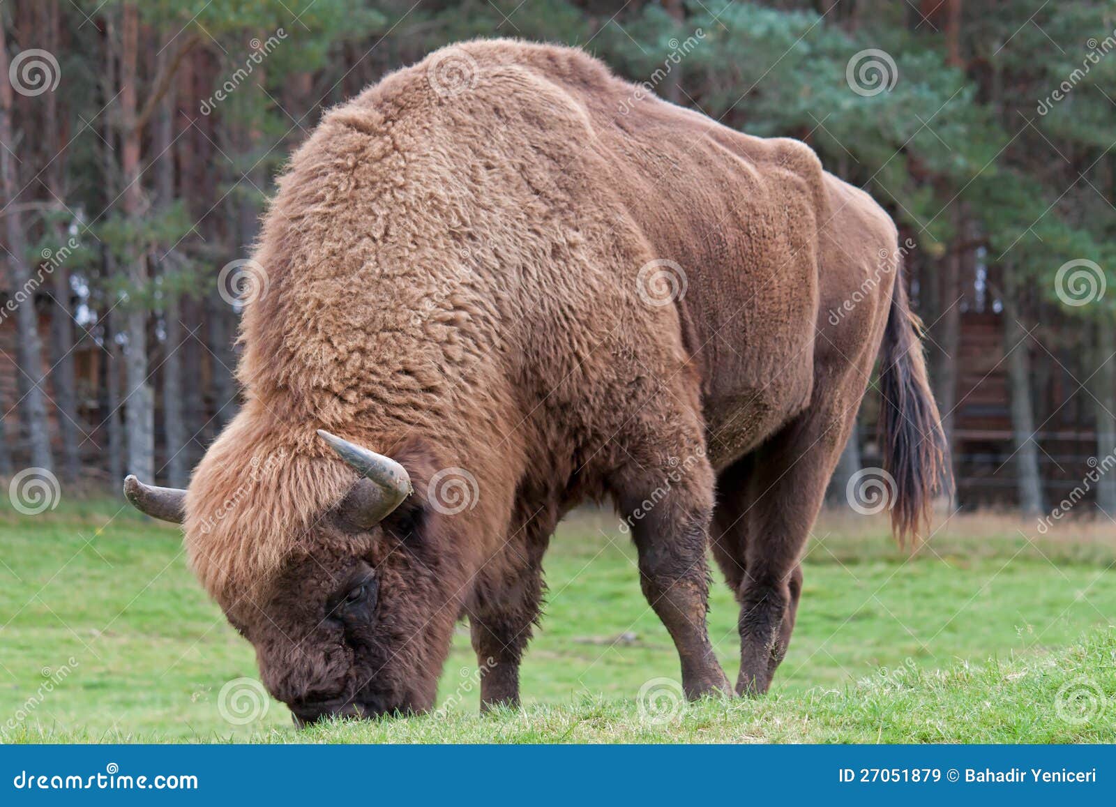 The European Bison stock image. Image of animal, forest - 27051879