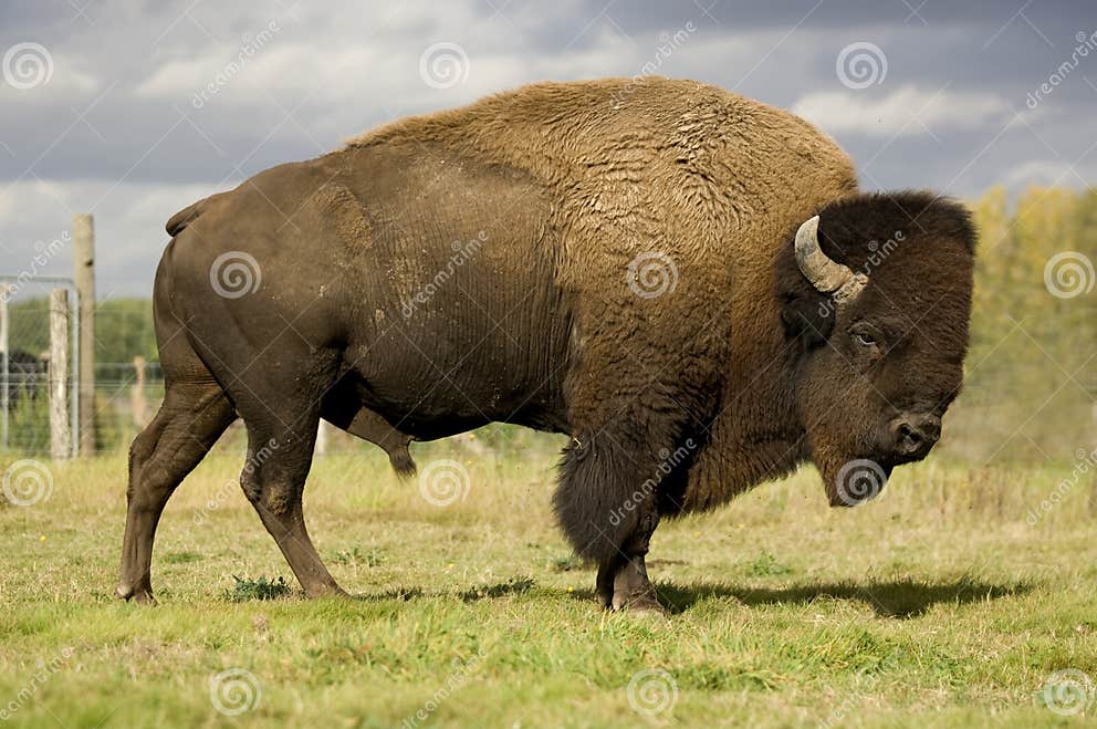 European Bison stock photo. Image of cattle, profile, animal - 3360638