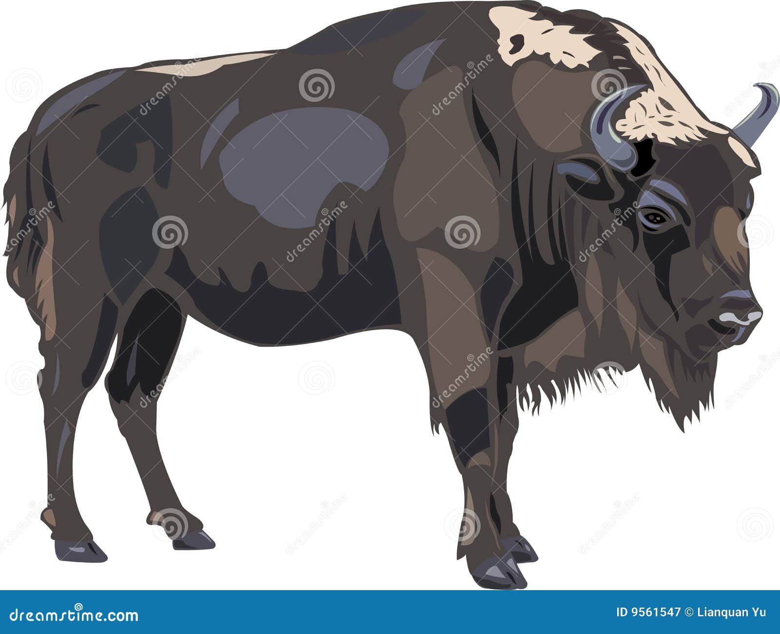 European bison stock vector. Illustration of europe, land - 9561547