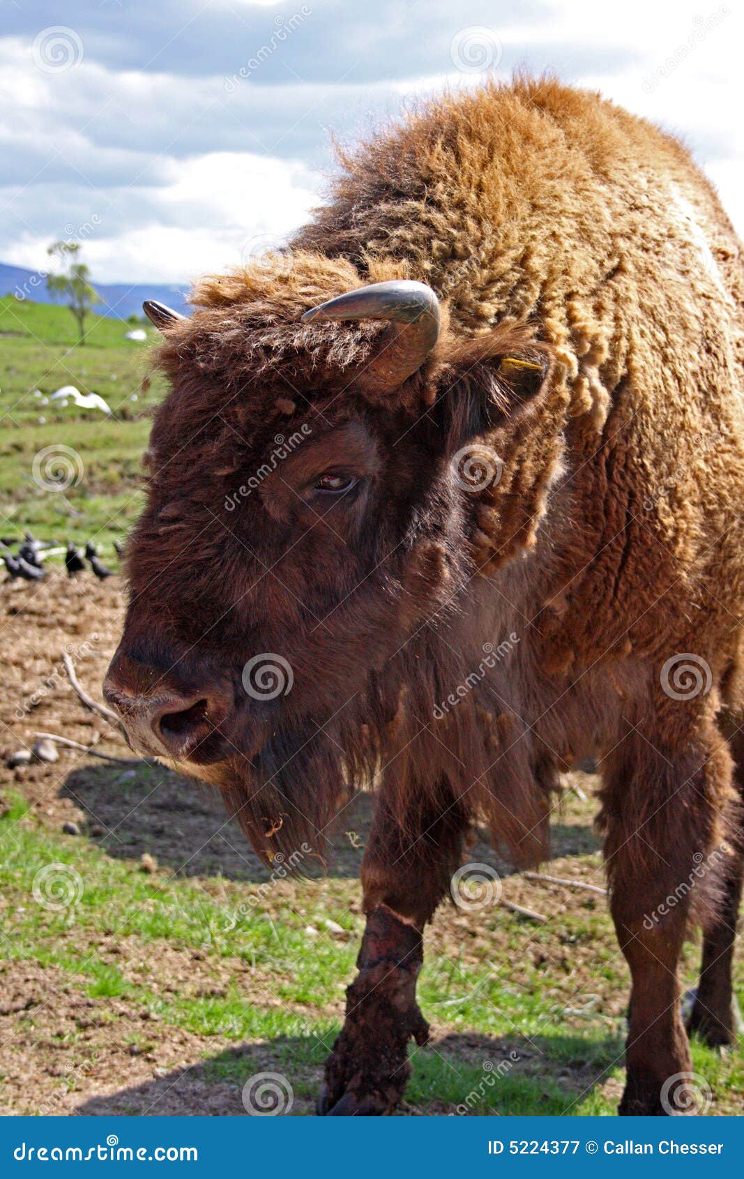 EUROPEAN BISON, Bison Bonasus Stock Image - Image of animals, steer ...