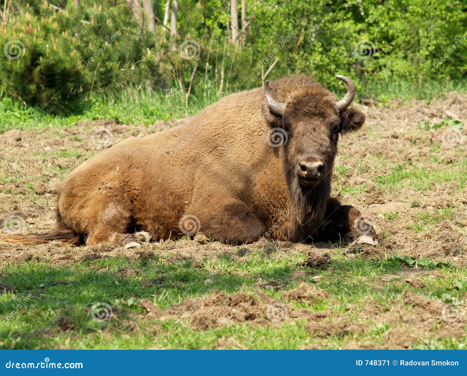 European Bison - Bison Bonasus Stock Image - Image of mammal, green: 748371