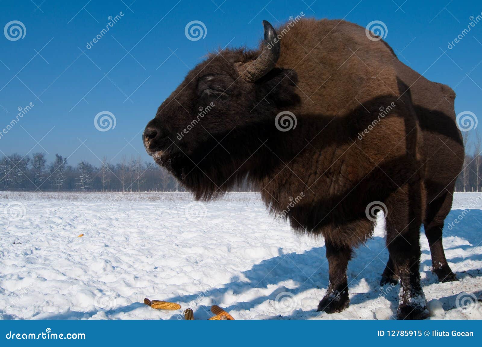 European Bison (Bison Bonasus) Eating Corn Cobs Stock Image - Image of ...