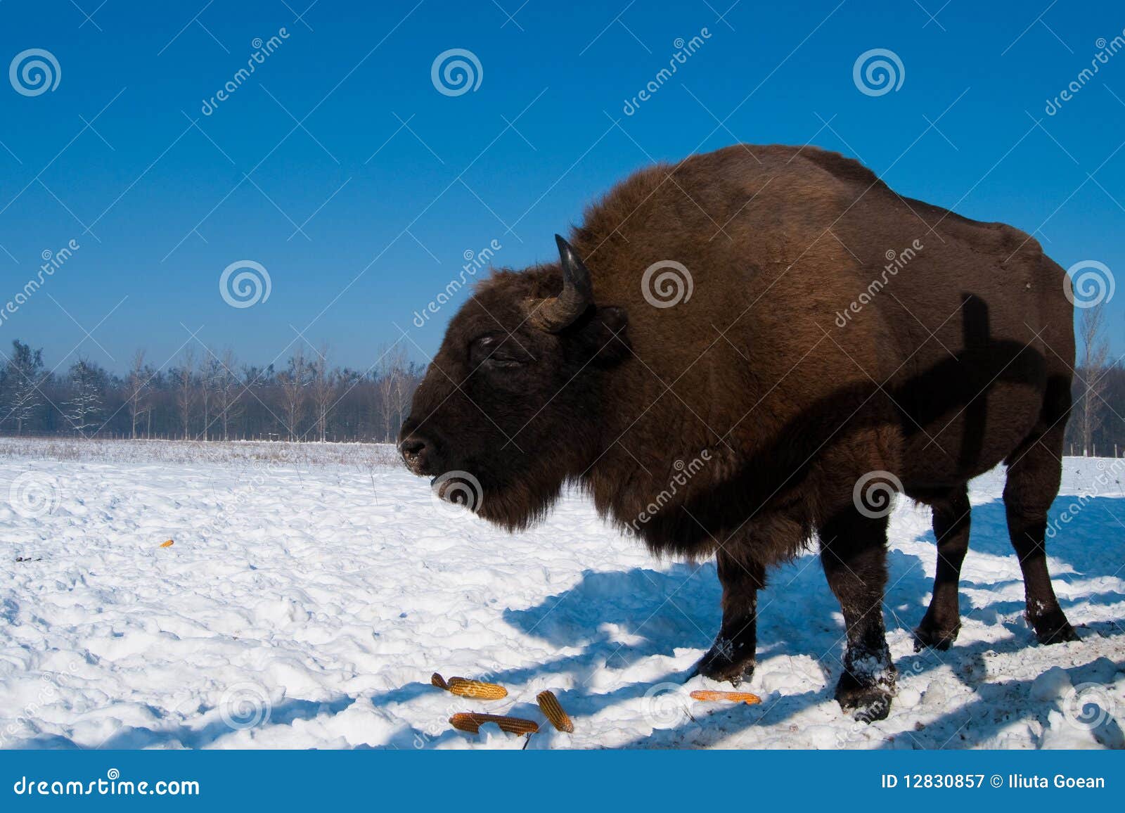 European Bison (Bison Bonasus) Eating Corn Cobs Stock Image - Image of ...