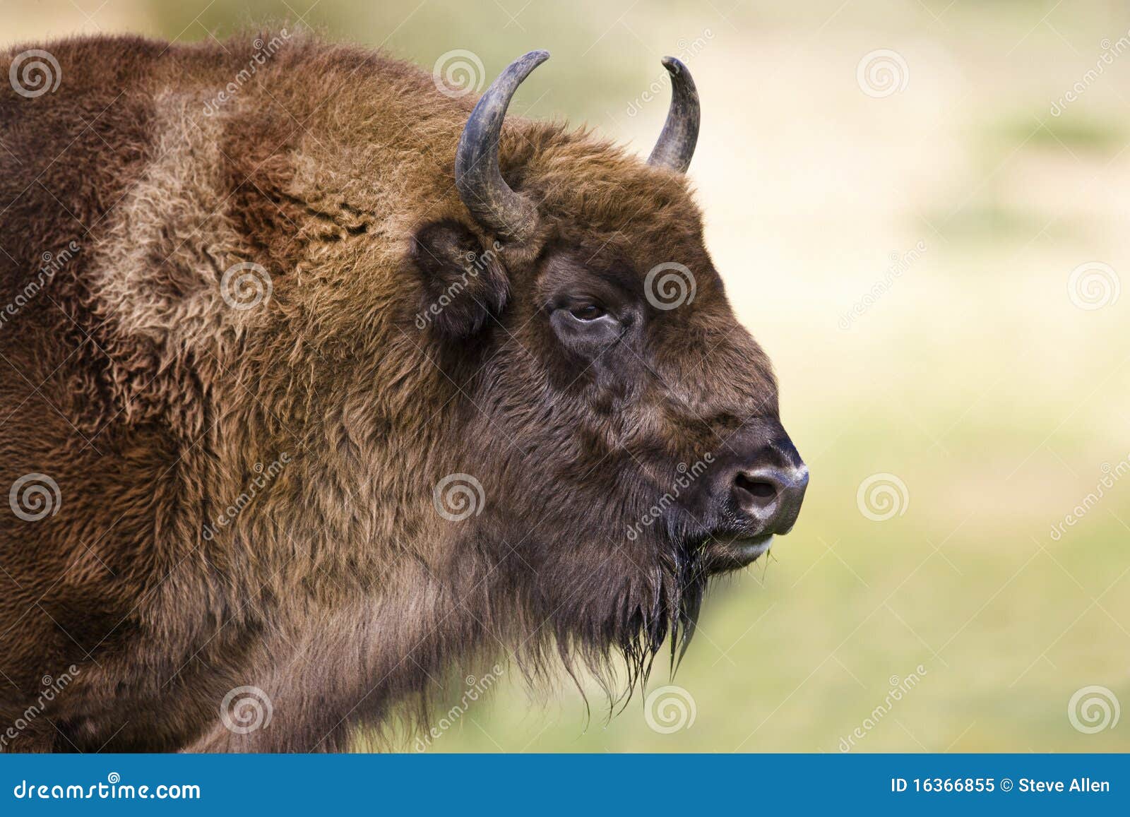 The European Bison Grazes On A Green Field With Tall Grass In The ...