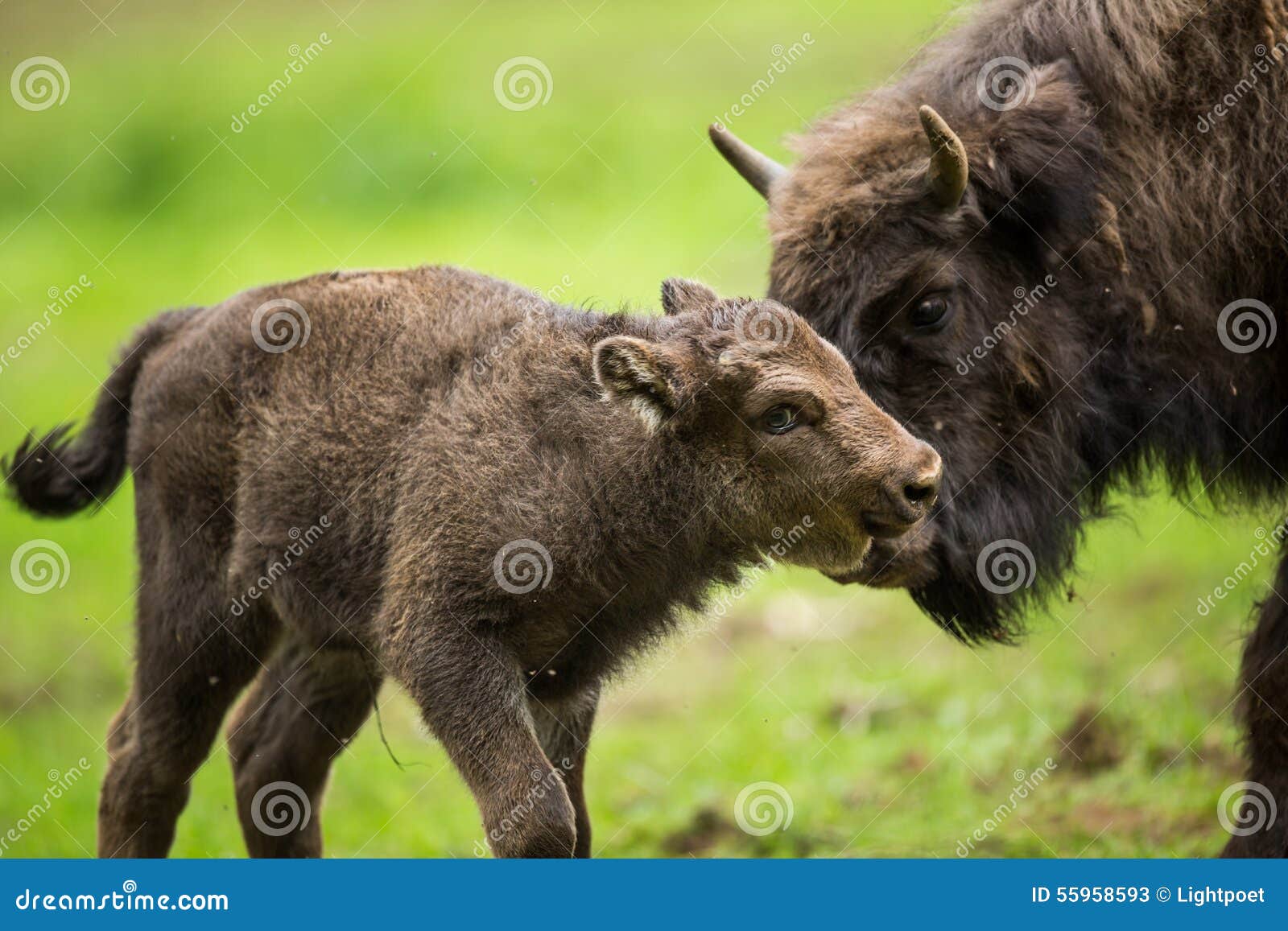 European Bison (Bison Bonasus) Stock Image - Image of forest, bull ...