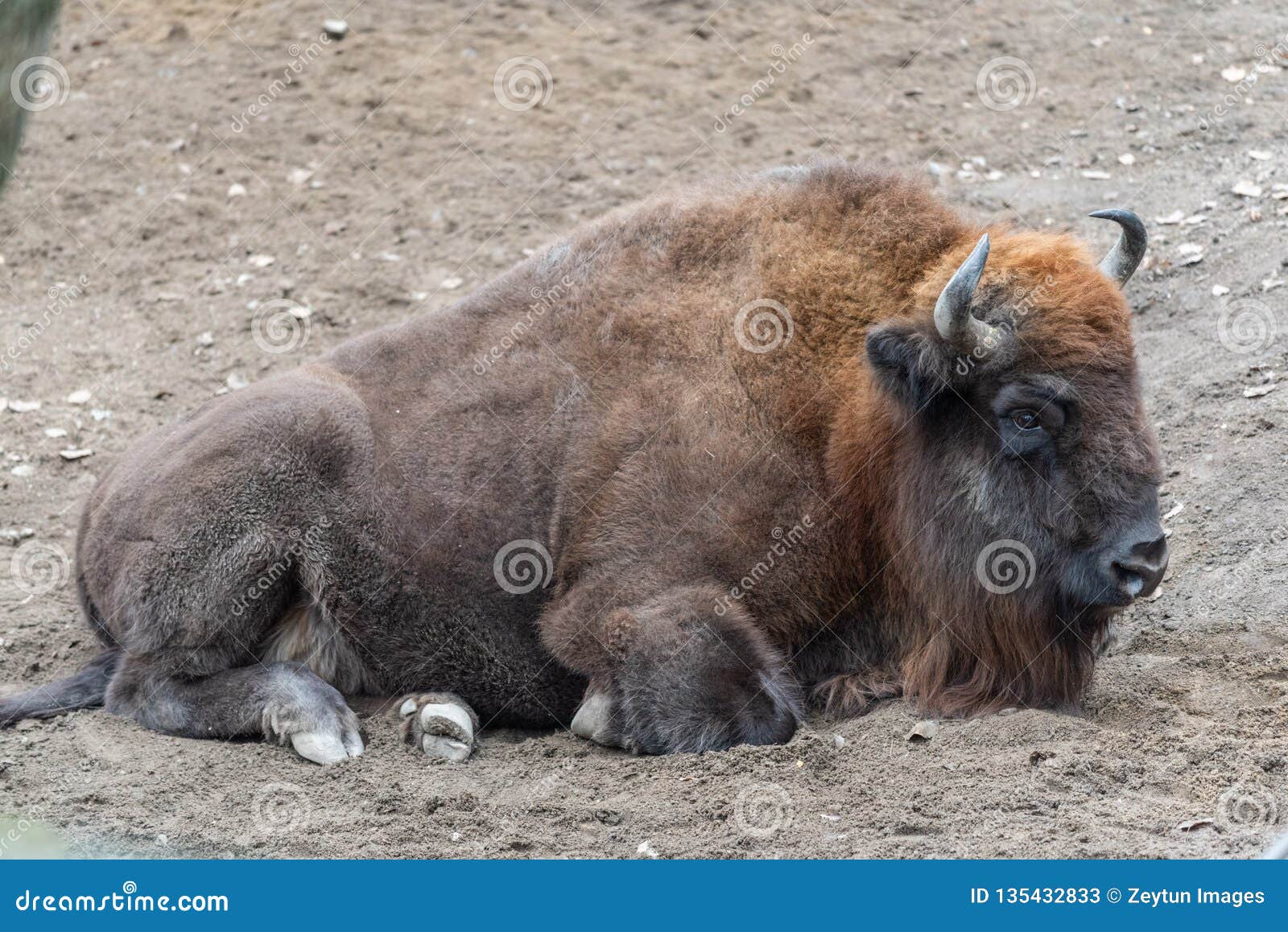 European Bison Bison Bonasus Stock Image - Image of endangered ...