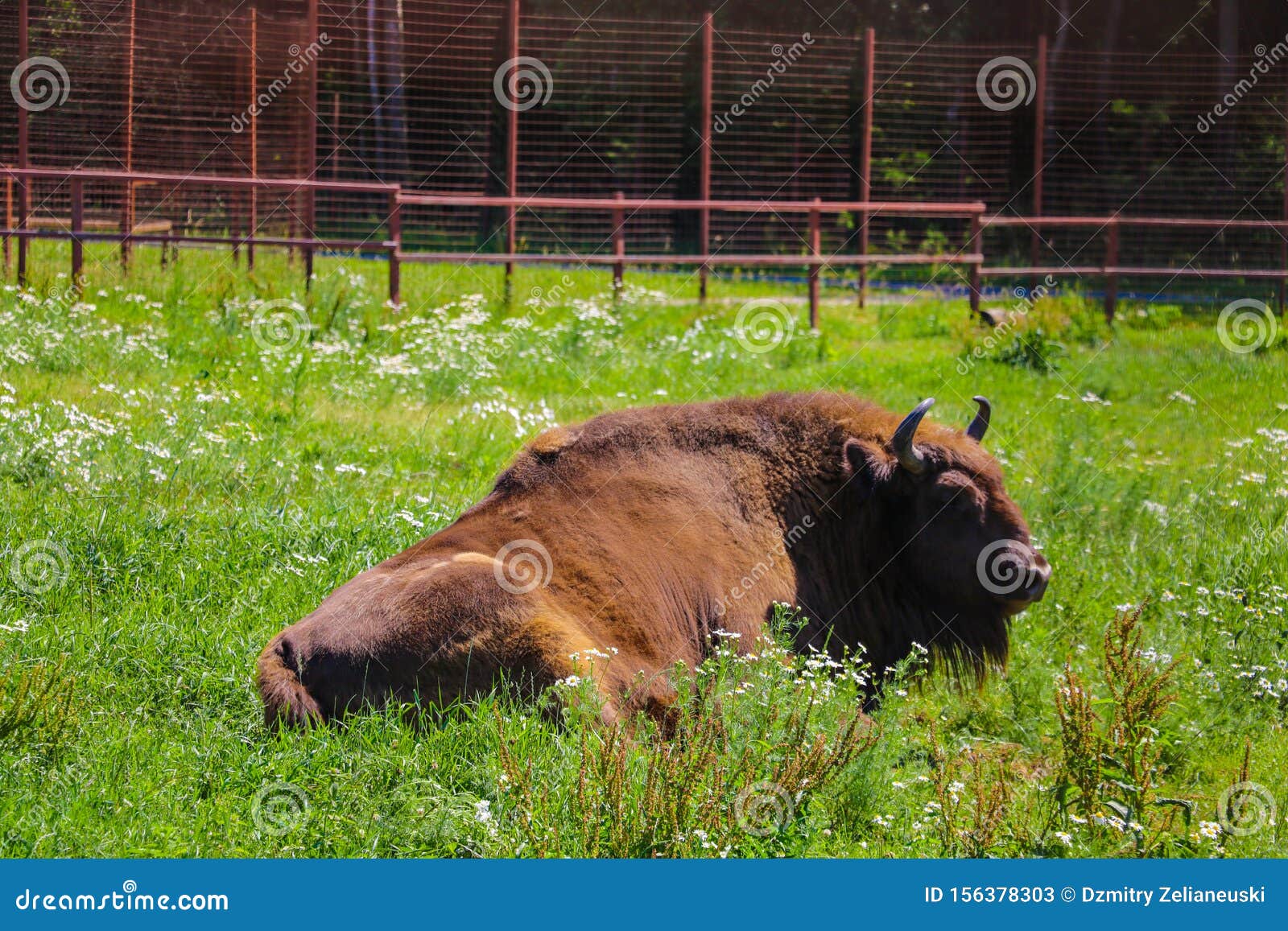 European Bison Bison Bonasus , Also Known As European Bison or European ...