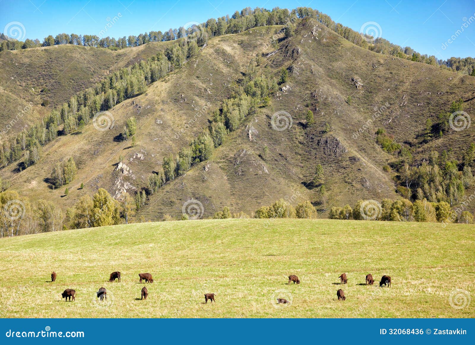 European bison stock photo. Image of asia, altay, european - 32068436