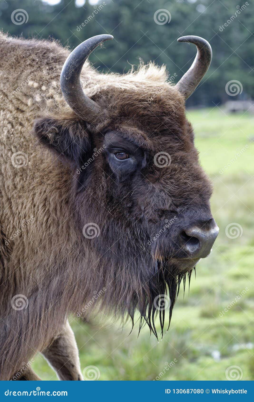 European Bison stock photo. Image of furry, horns, mammal - 130687080