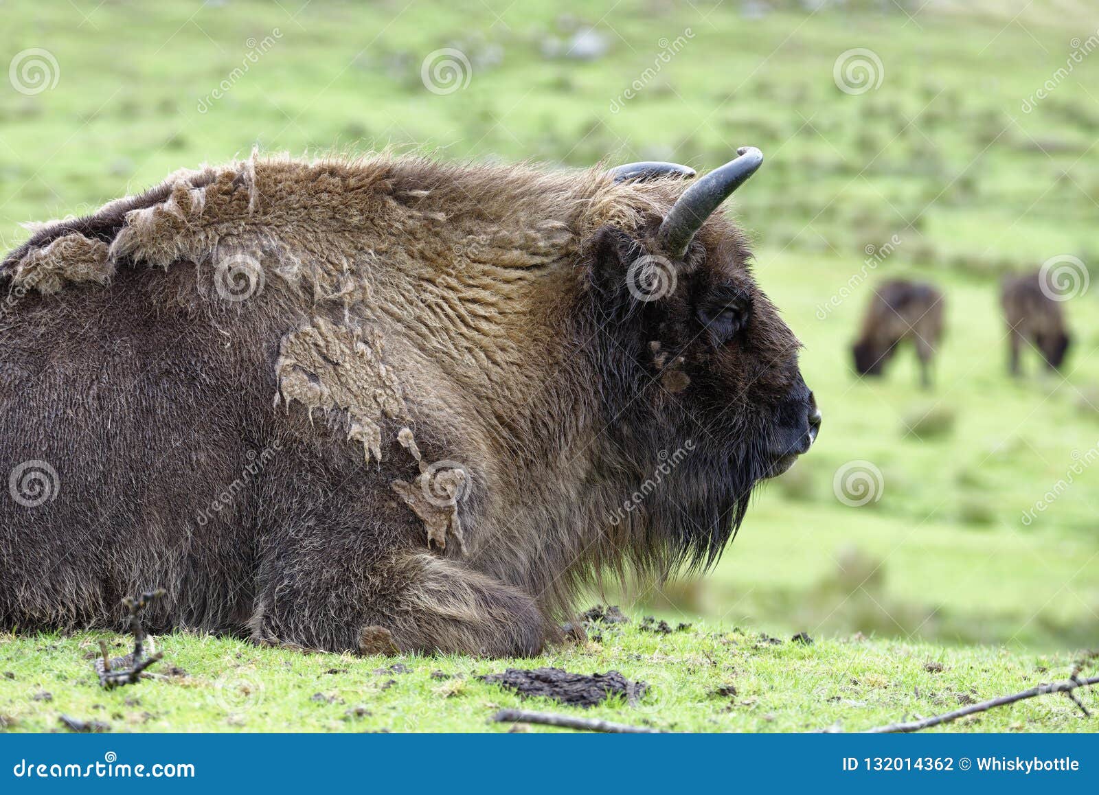 European Bison stock photo. Image of rare, hairy, wildlife - 132014362