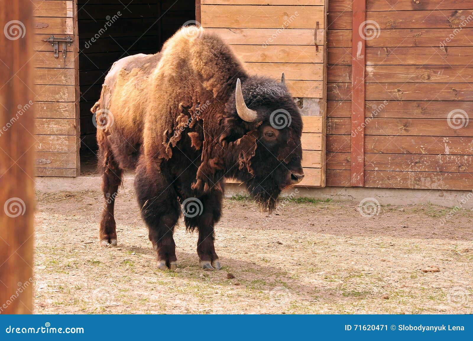 European bison stock image. Image of park, conservation - 71620471
