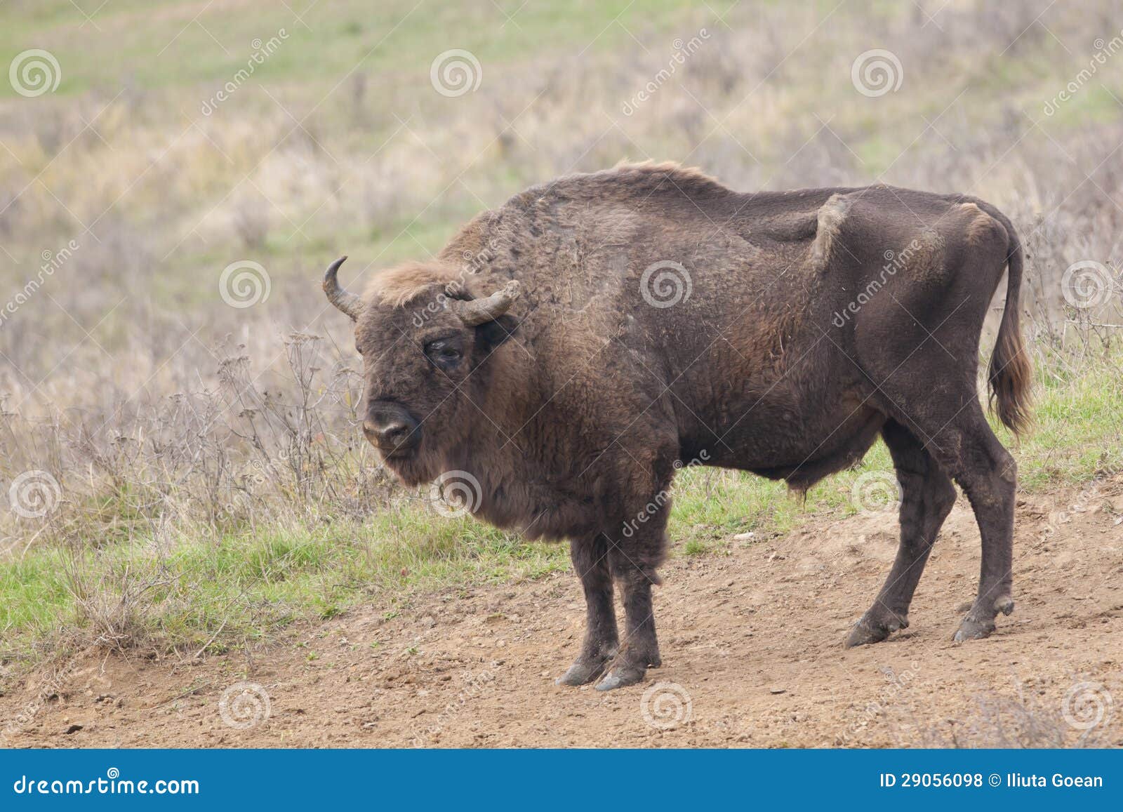 European Bison Bull stock photo. Image of bison, wild - 29056098