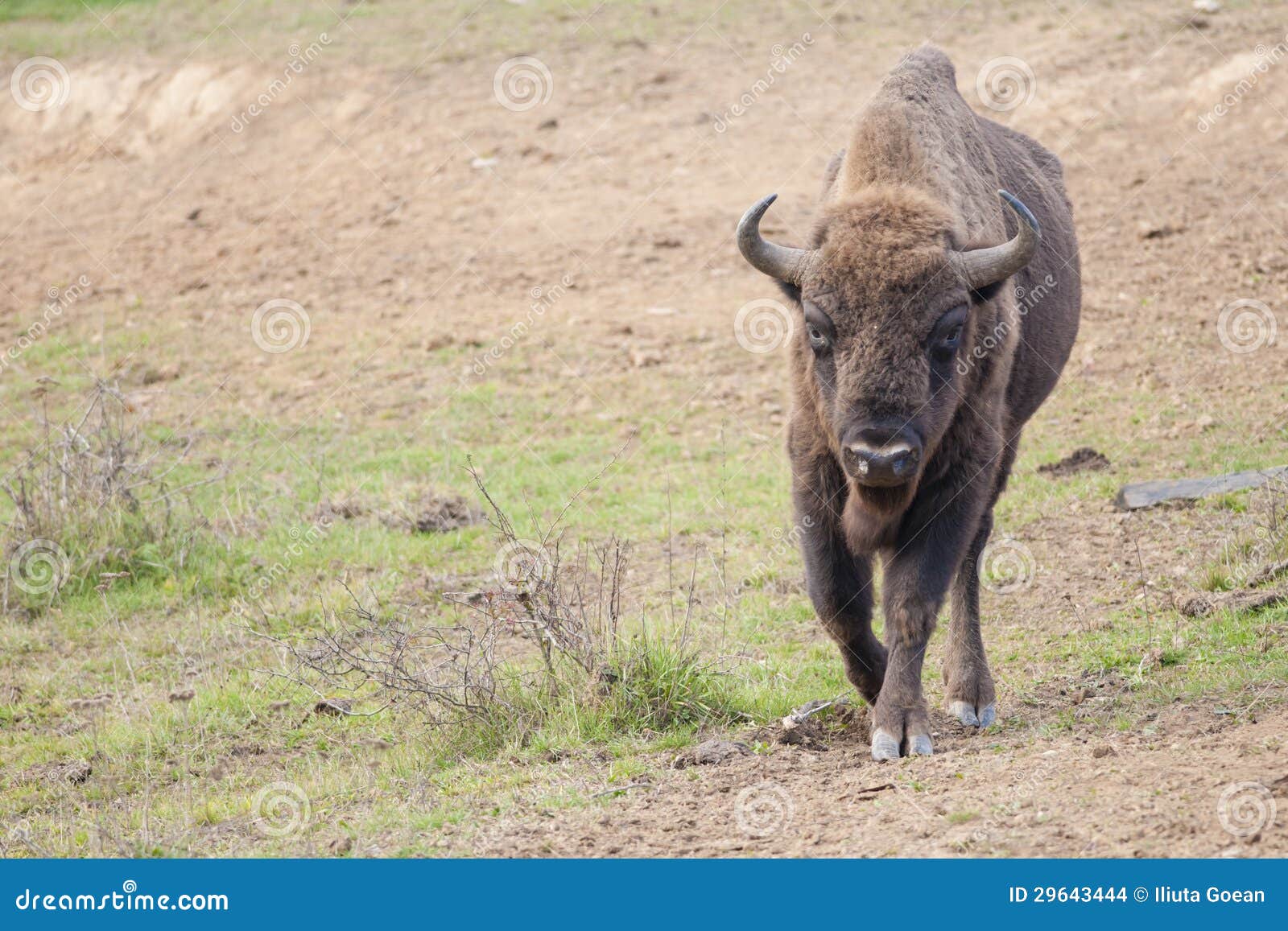 European Bison Bull stock photo. Image of mammal, autumn - 29643444
