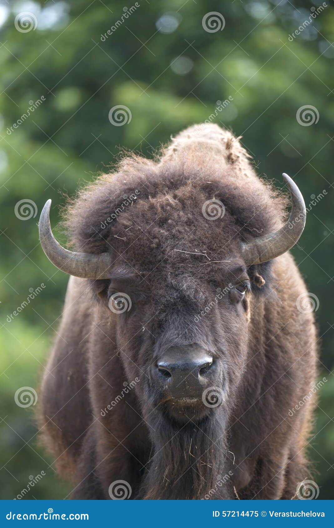 European bison - bull stock image. Image of horns, forest - 57214475
