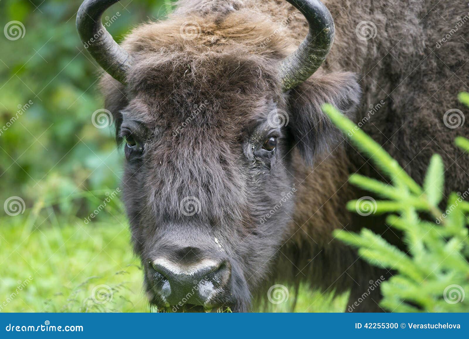 European bison - bull stock photo. Image of wildlife - 42255300
