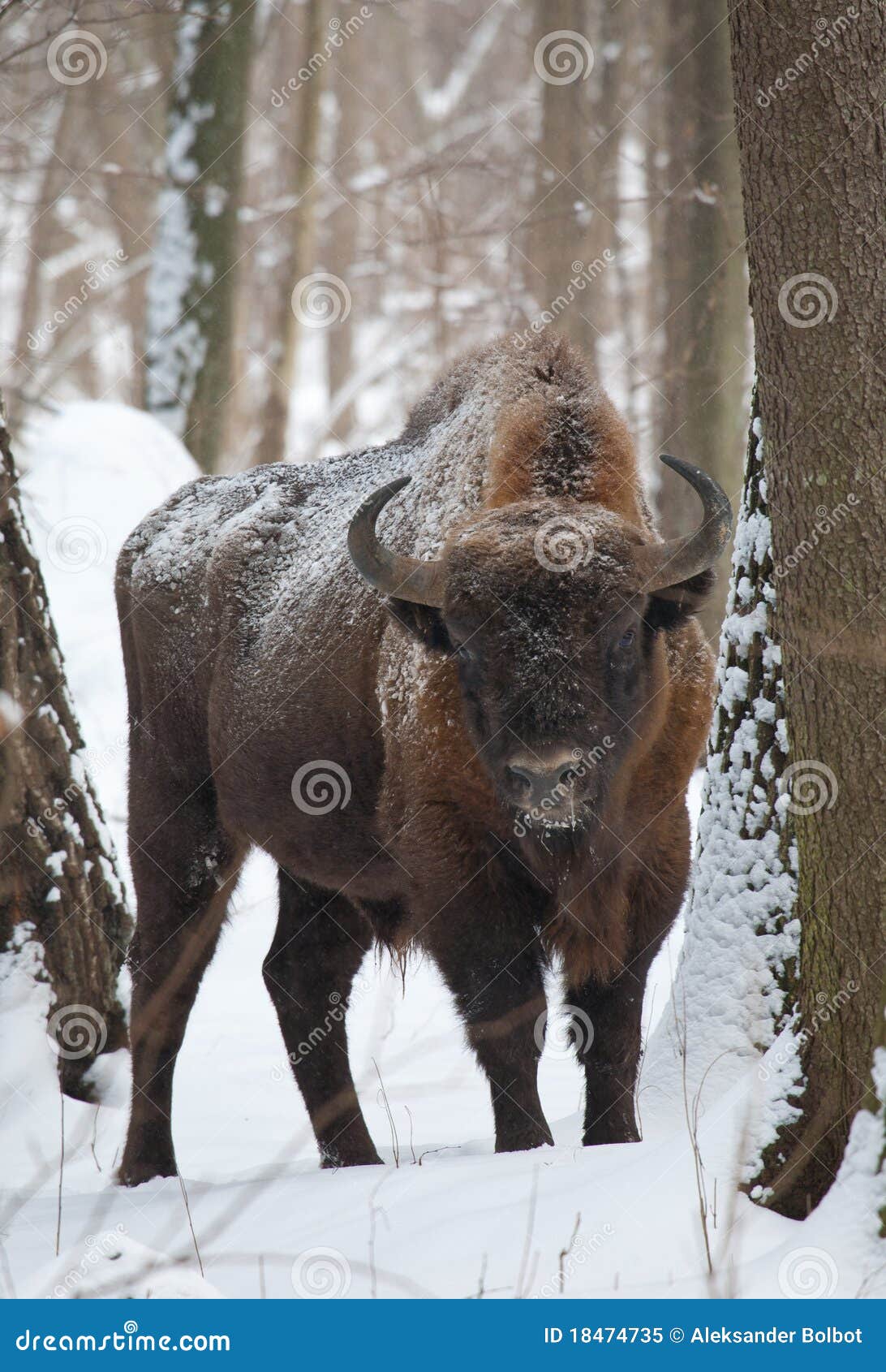 European Bison Bull in Winter Stock Image - Image of bison, snow: 18474735