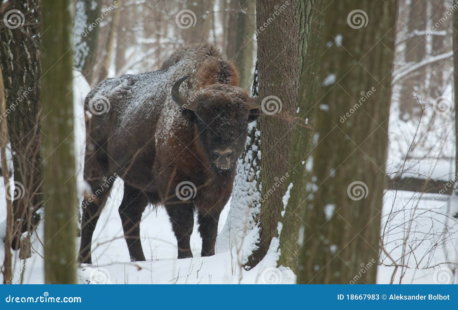 European Bison Bull in Winter Stock Image - Image of bonasus, dangerous ...